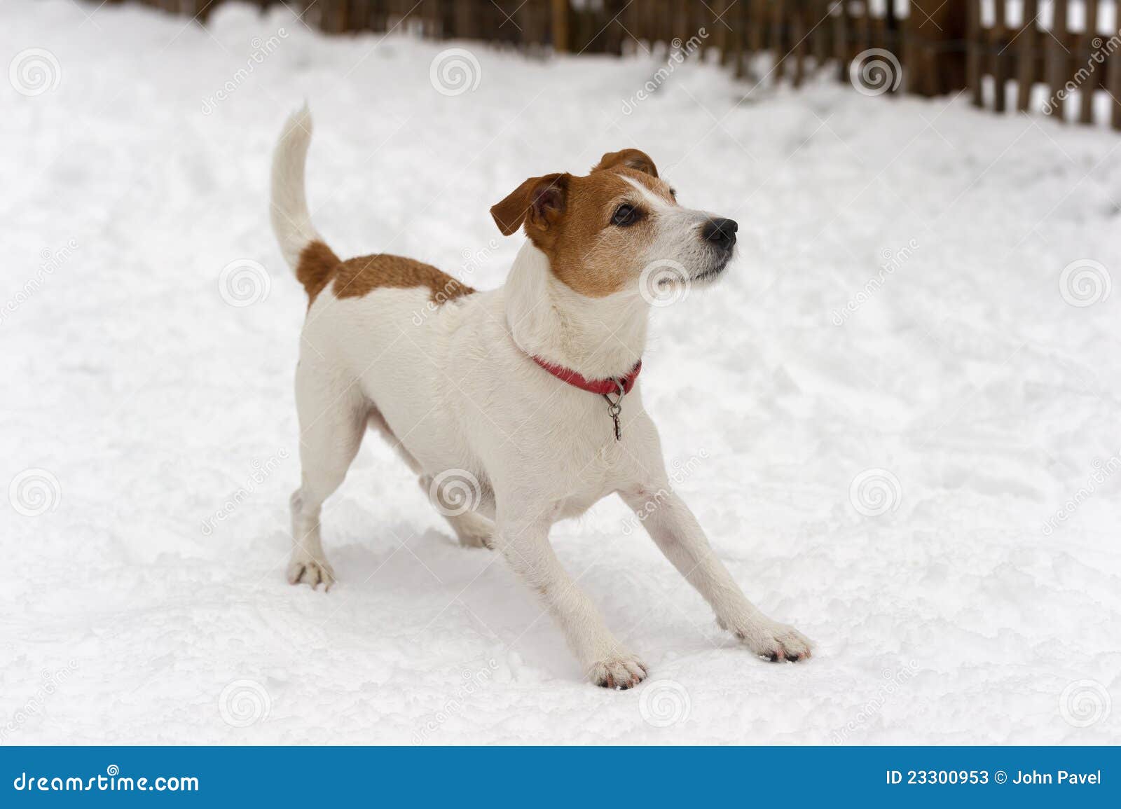 Parson Jack Russell Terrier Ready To Play Stock Image - Image of animal ...