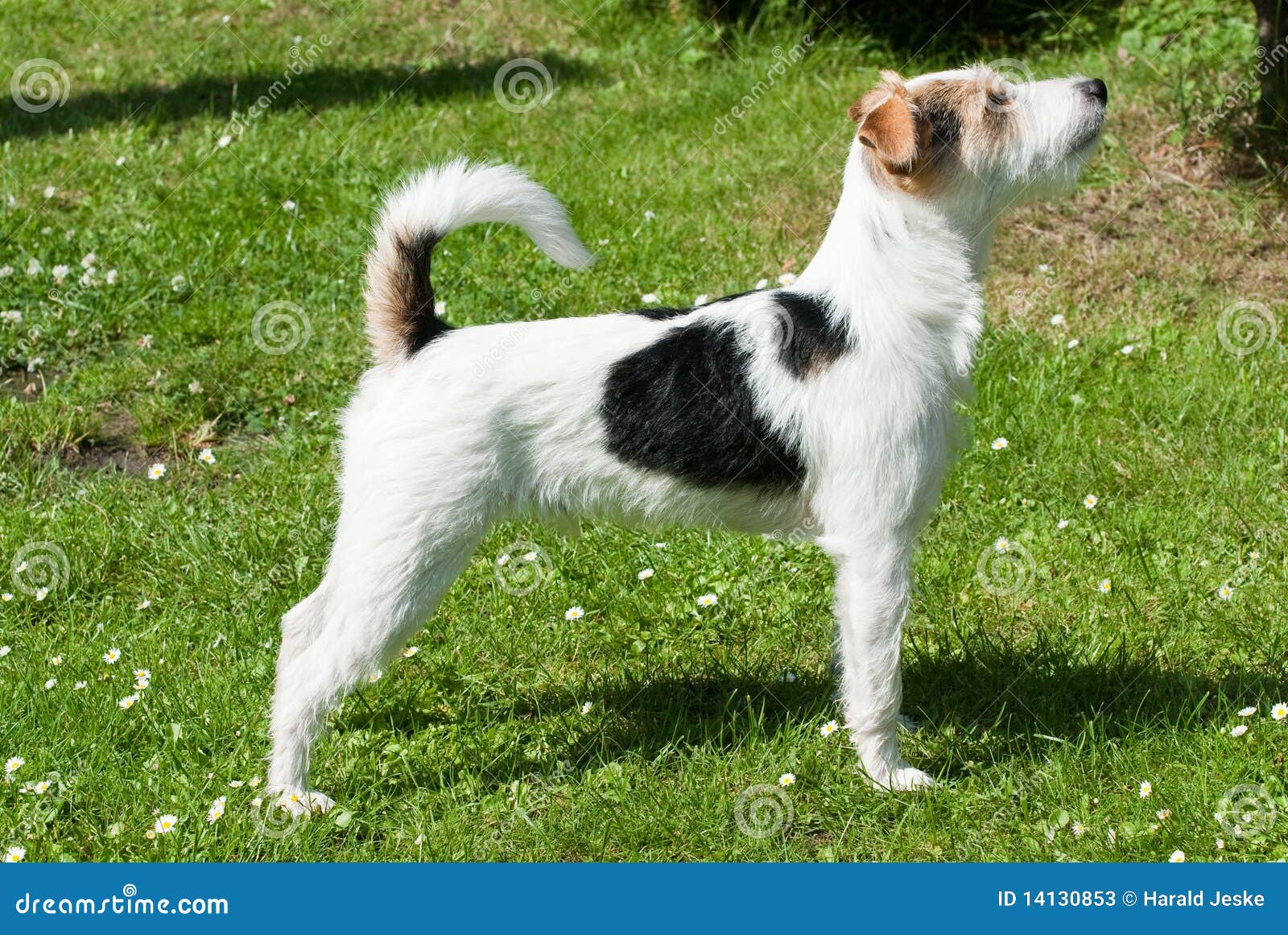 Parson Russell Terrier dog stock image. Image of mammal - 14130853