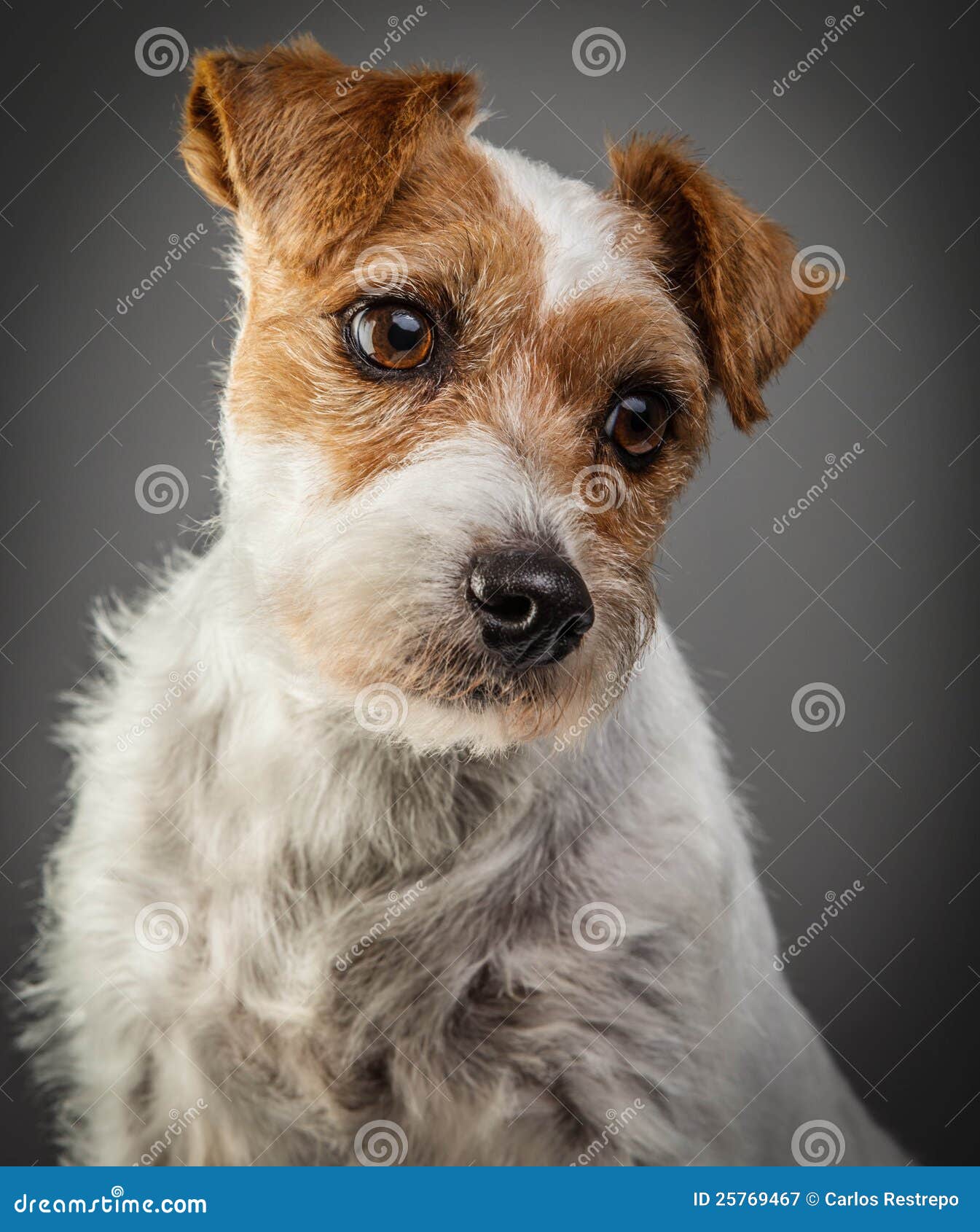 Parson Russell Terrier Portrait Stock Image - Image of breed, canine ...