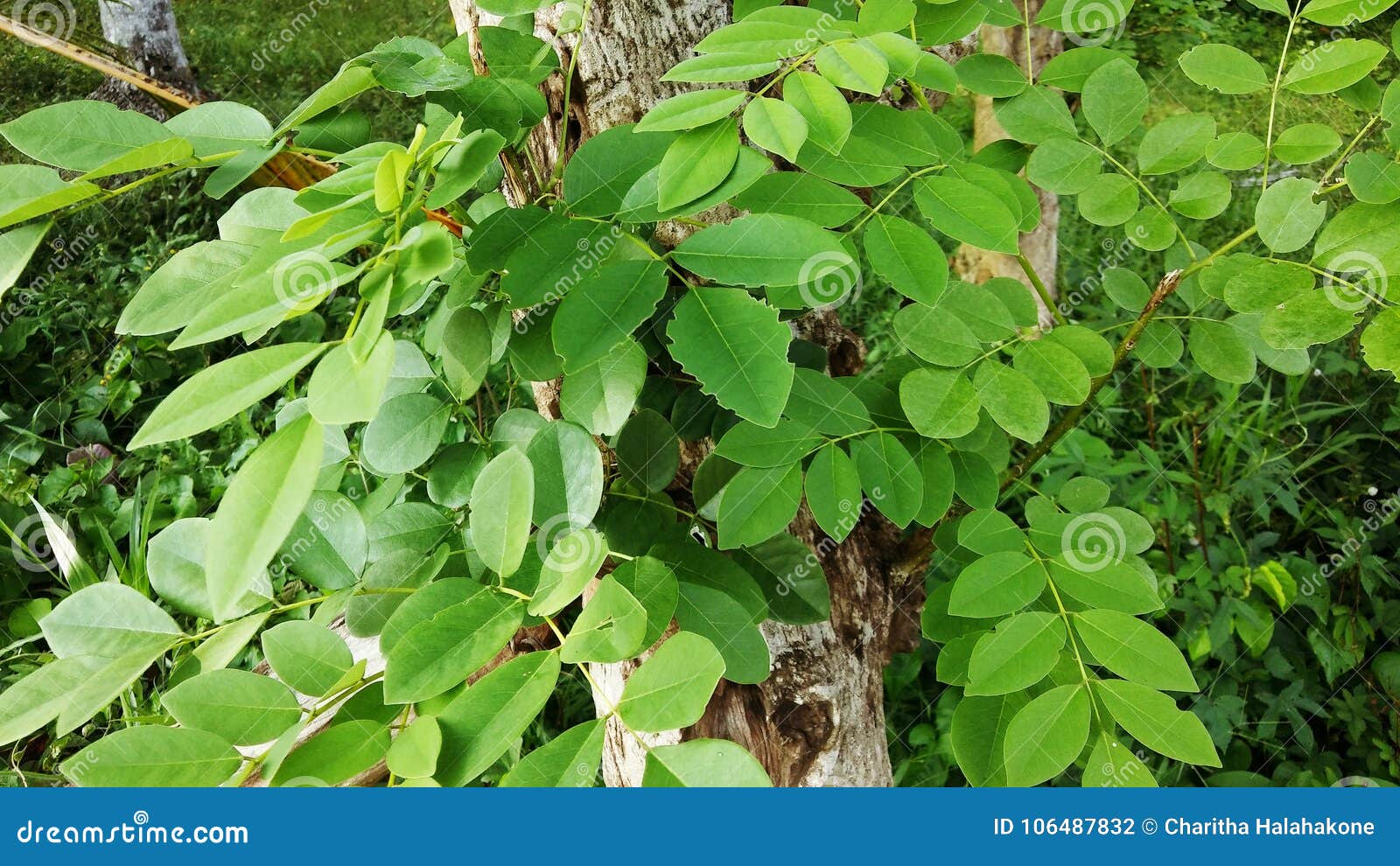 A part of an Acacia tree stock photo. Image of tree - 106487832