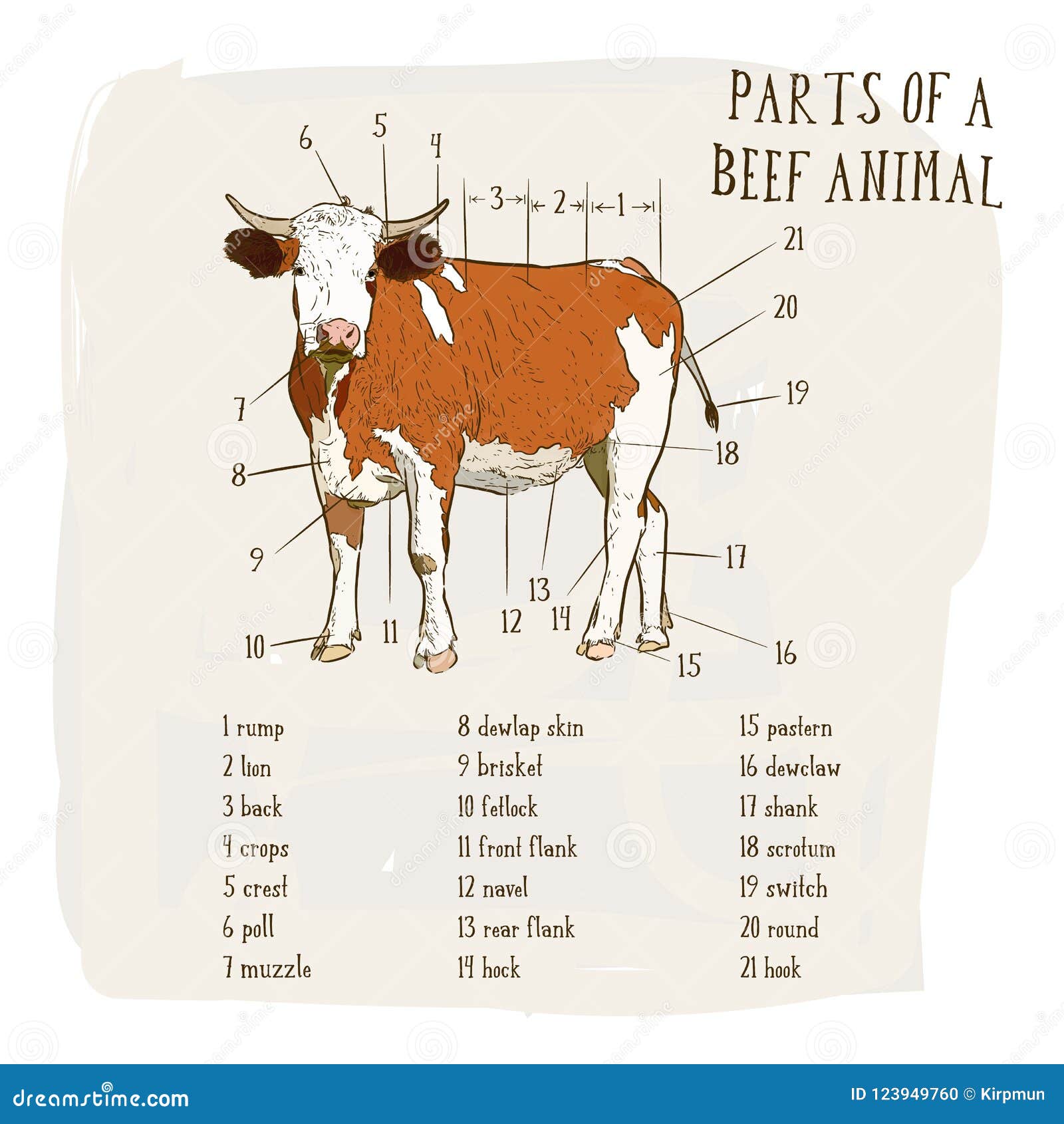 Part of Beef. Cow in Graphic Style, Hand Draw Graphic Vector. Stock ...