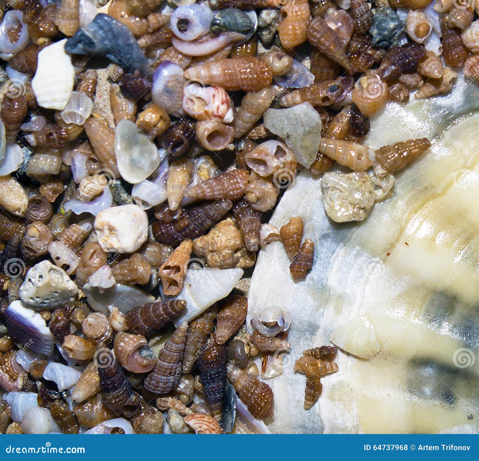 Part of the Big Shells on the Background of Smaller Small Shells Stock ...