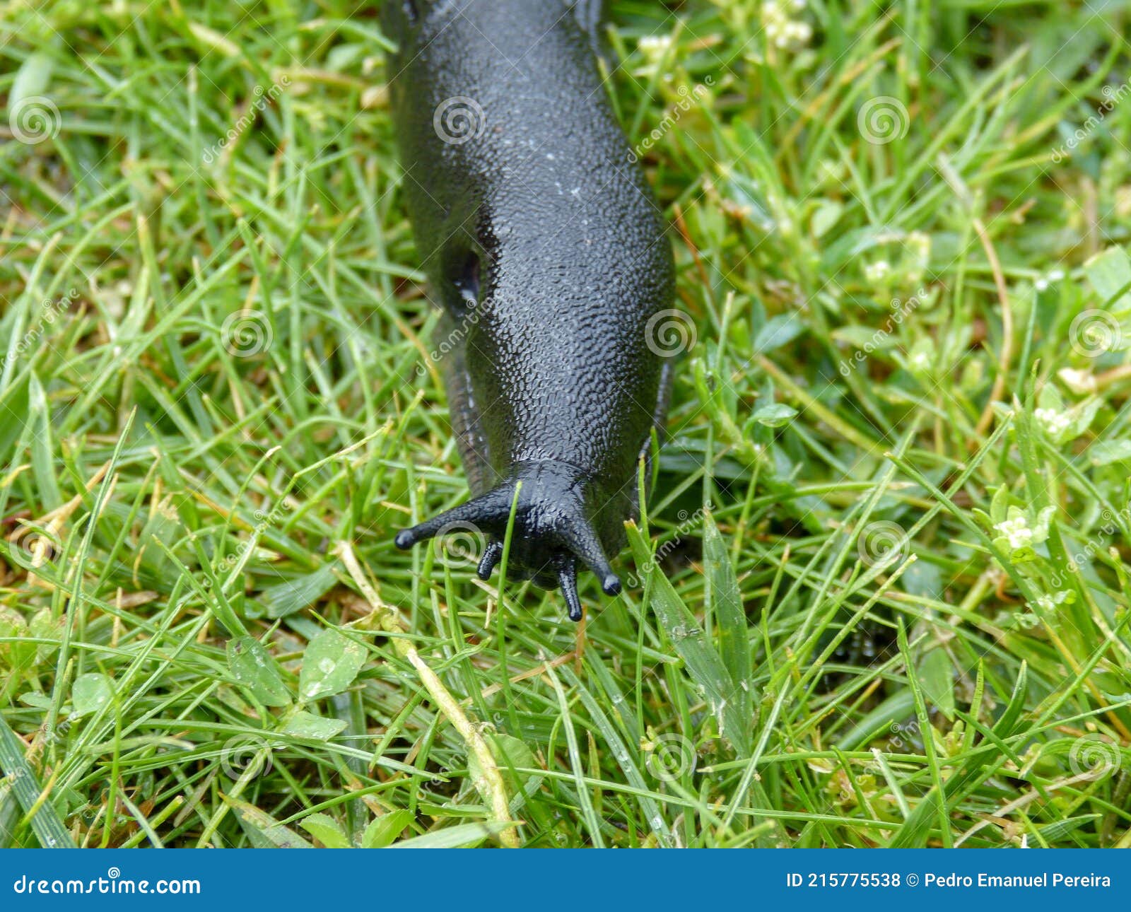 Part of Black Slug Under Black Grass Stock Photo - Image of grass, slug ...