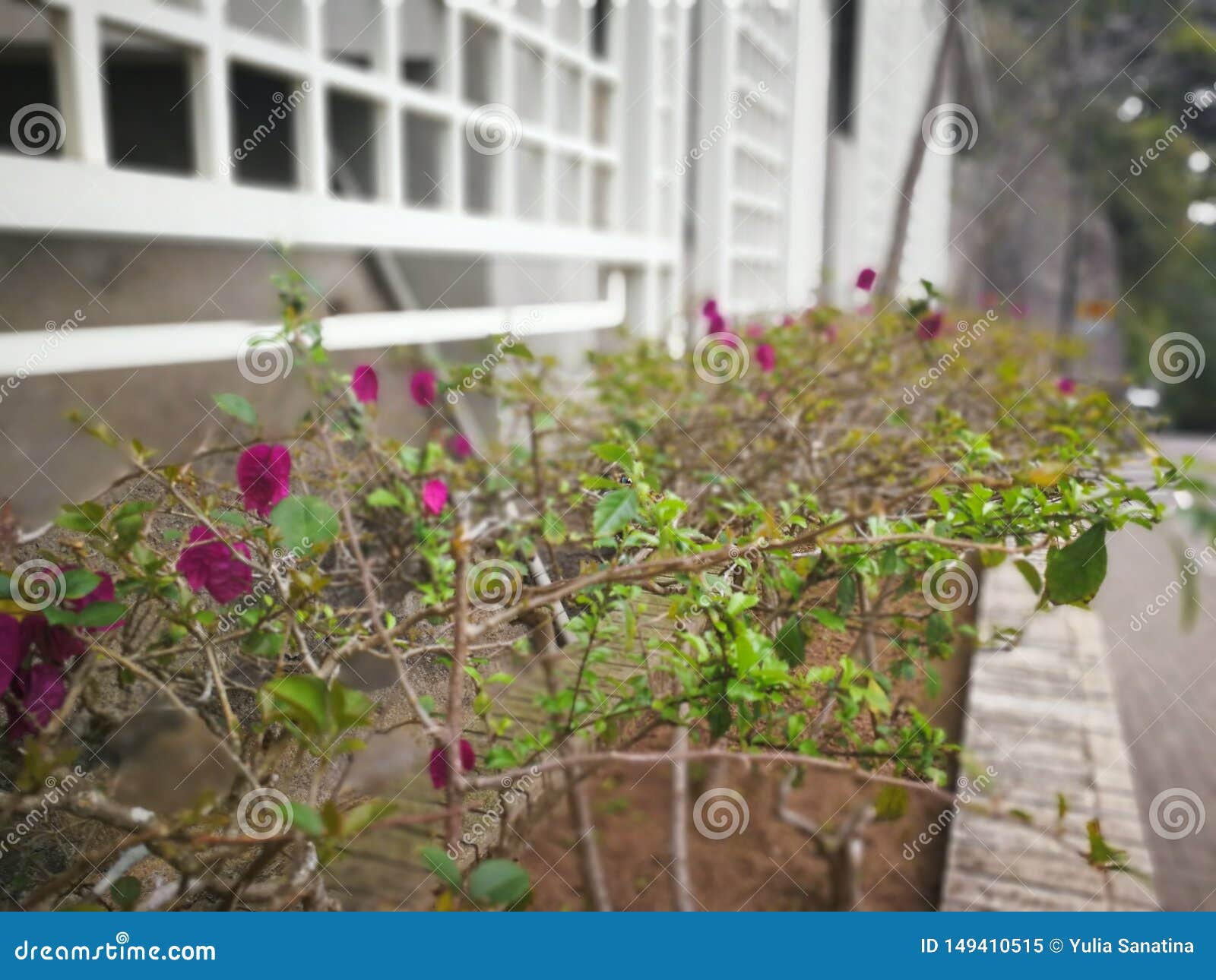 Part of Building with Plants and Flowers As a Tiny Garden Under Windows ...
