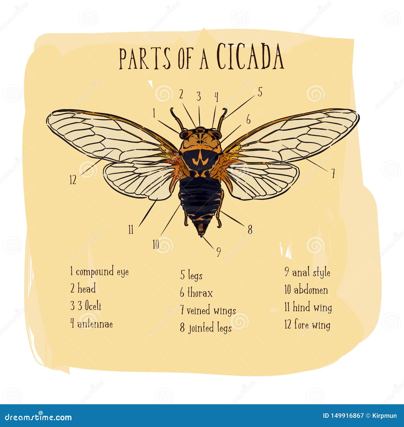 Cicada Diagram