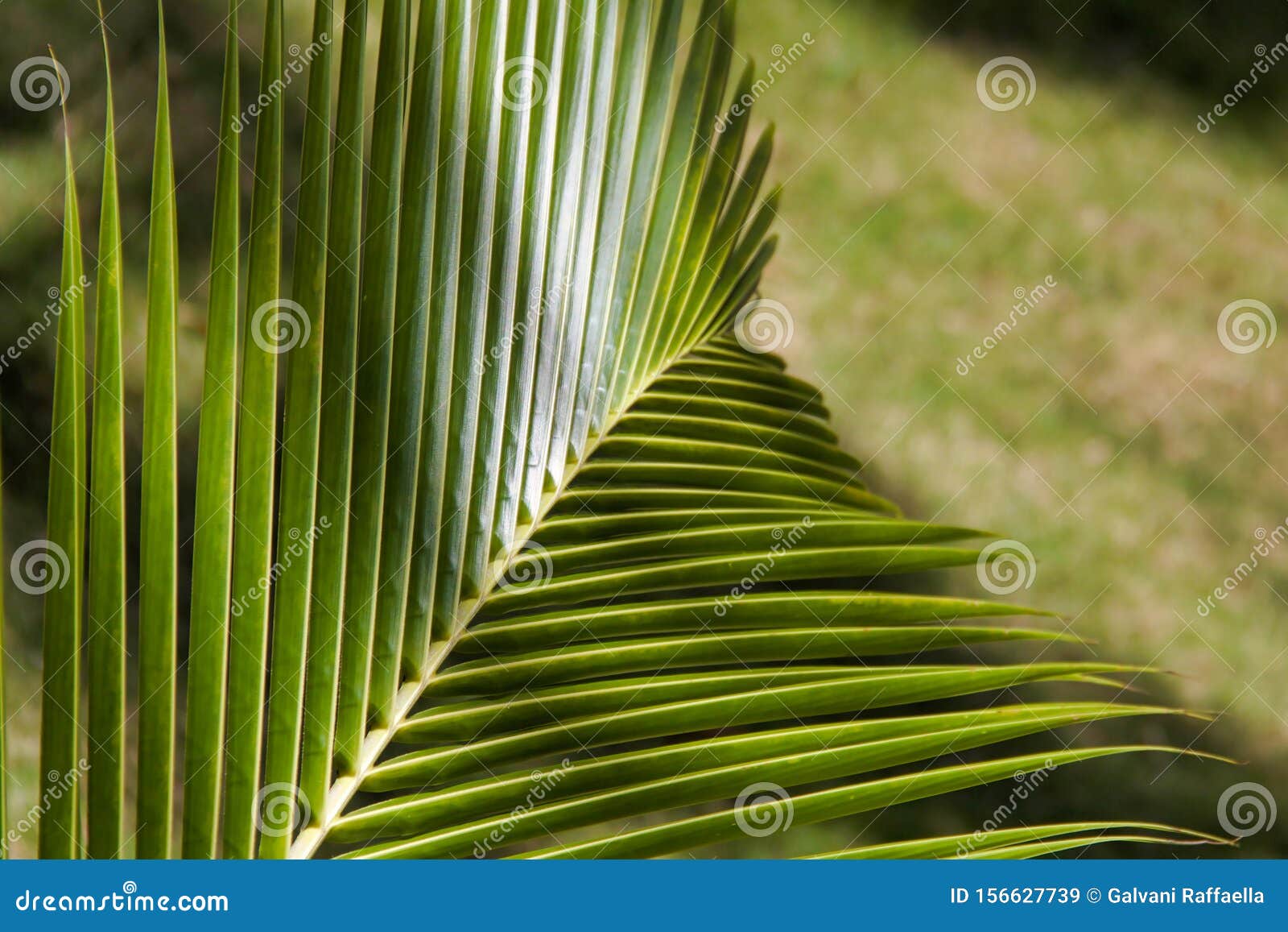 Part of Coconut Palm Tree Leaf Stock Image - Image of lush, background ...