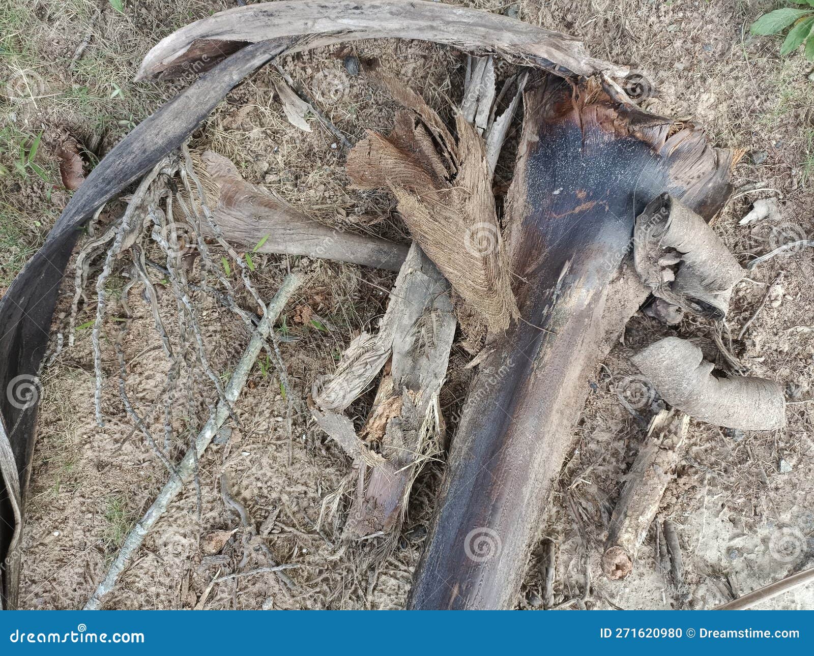 The Part of Coconut Tree that Dried and Falling Down Stock Photo ...