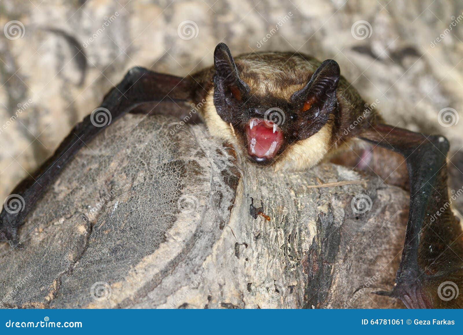 Part Coloured Bat on the Tree Stock Image - Image of rare, coloured ...