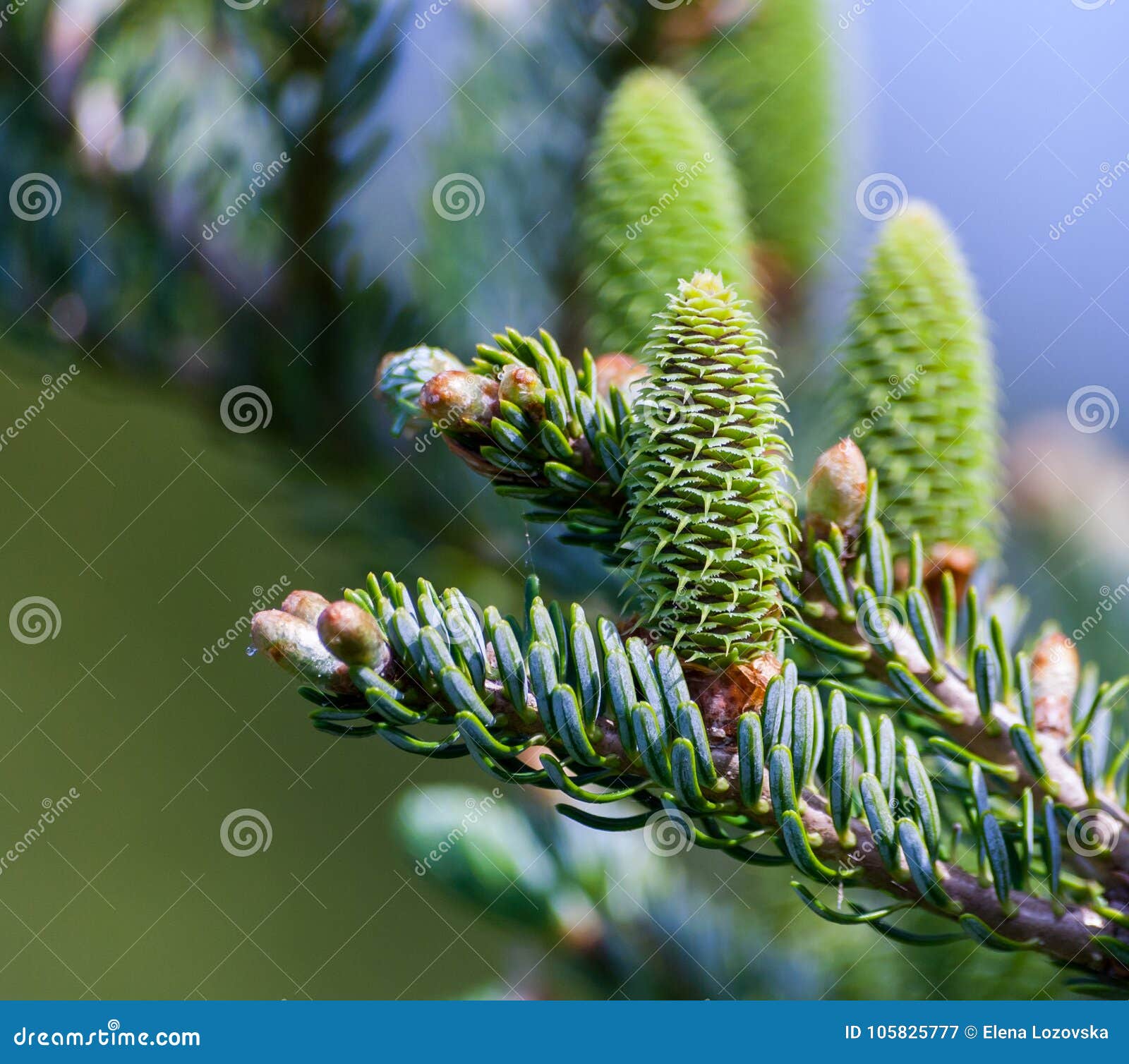 Part of the Coniferous Tree on the Right Side of the Picture on a ...