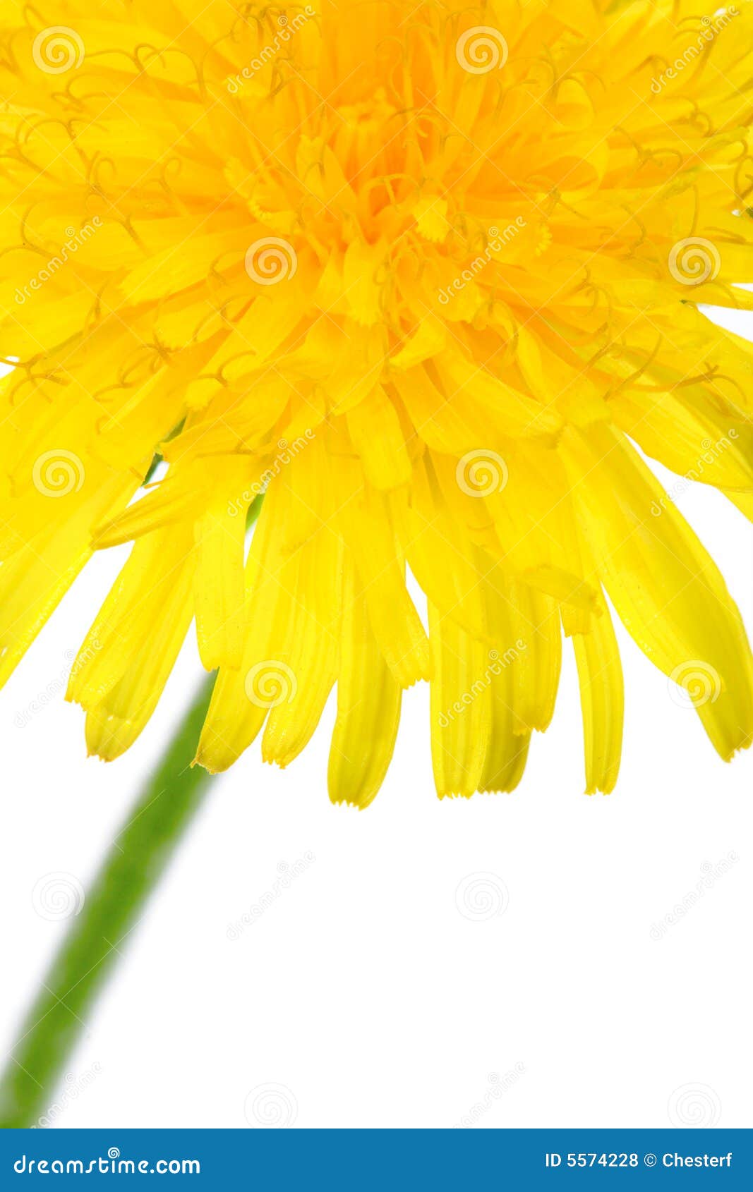 Part of dandelion flower stock photo. Image of botany - 5574228