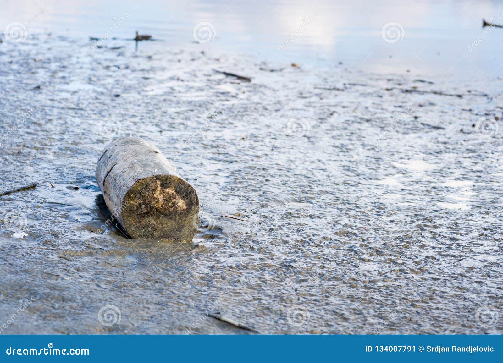 Part of the Dead Lumber Cut Tree Stump or Trunk in the Mud of the Swamp ...