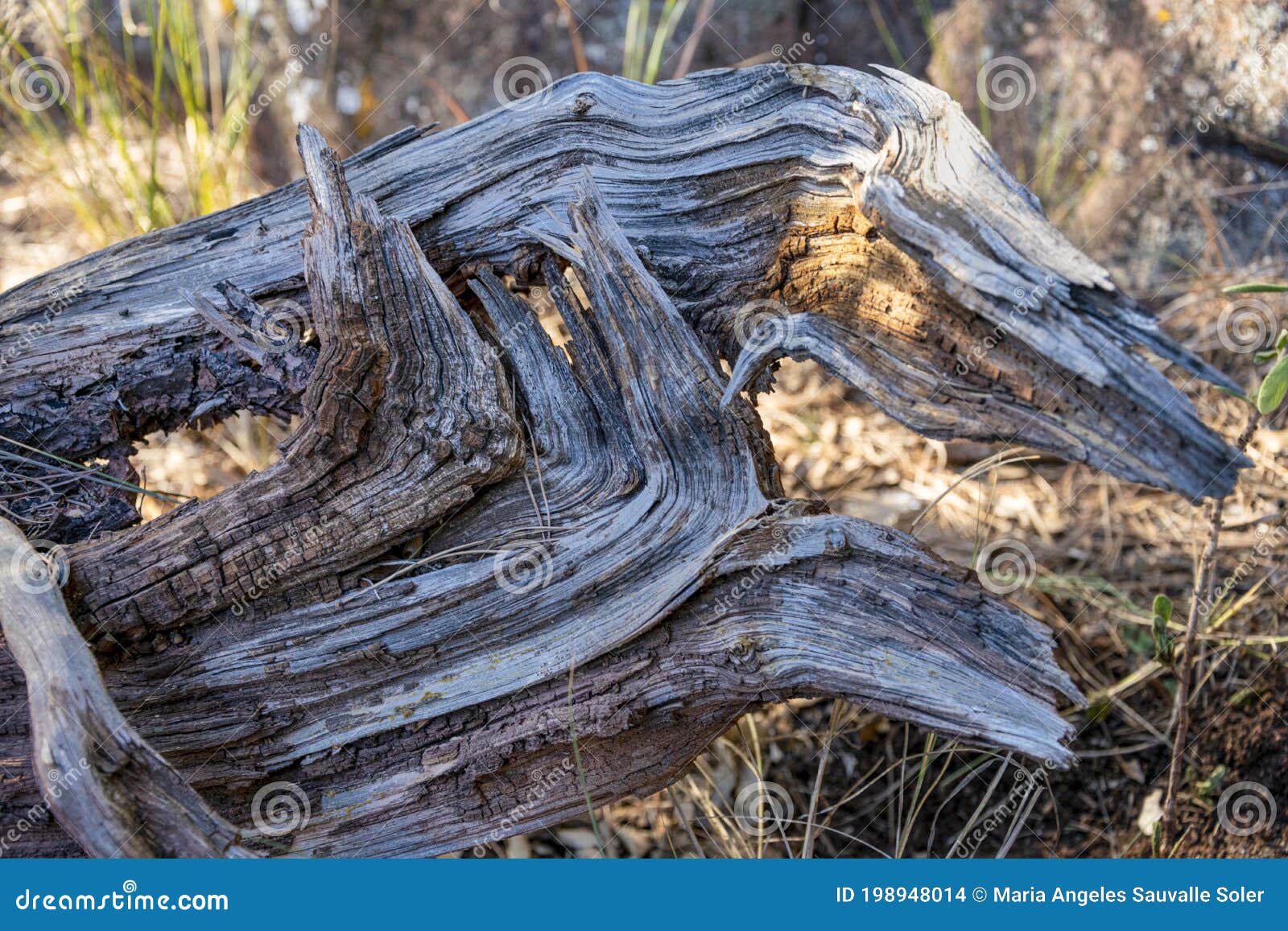 Trunk of a dead tree. stock photo. Image of tree, dead - 198948014