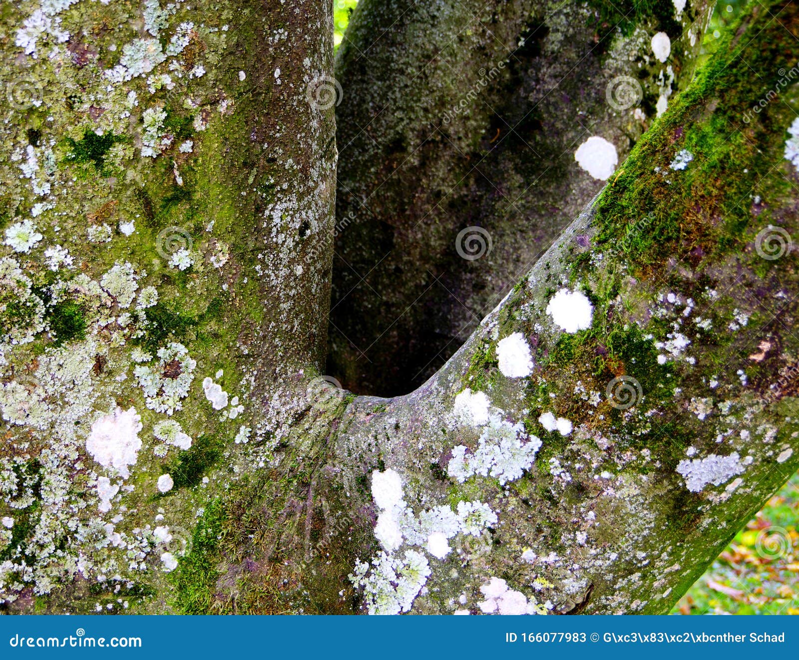 3-piece Tree Fork with Moss- and Lichen Growth 2 Stock Image - Image of ...