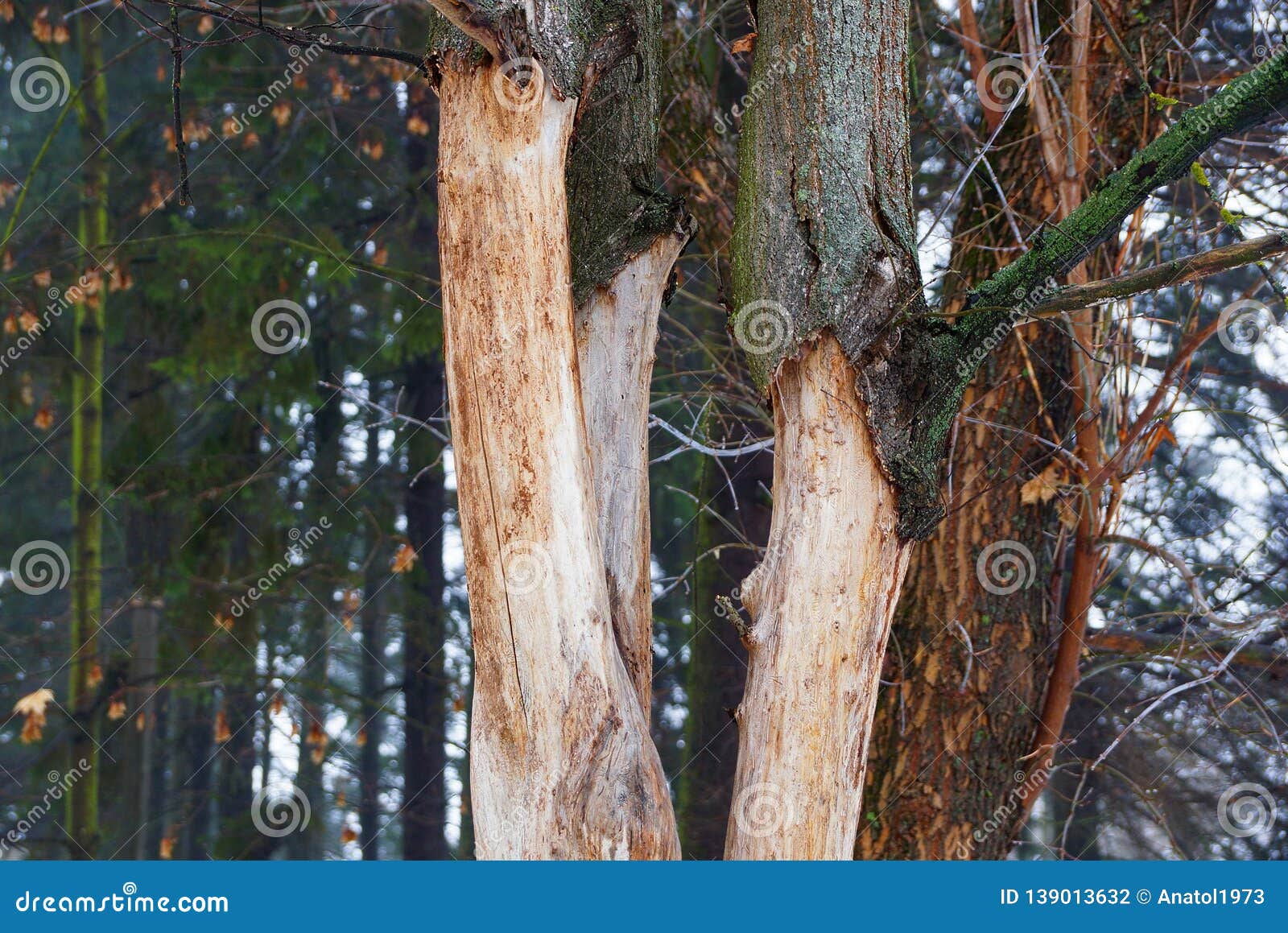 Fallen Bark Of A Tree Trunk Overgrown With Moss And Lichen In The ...