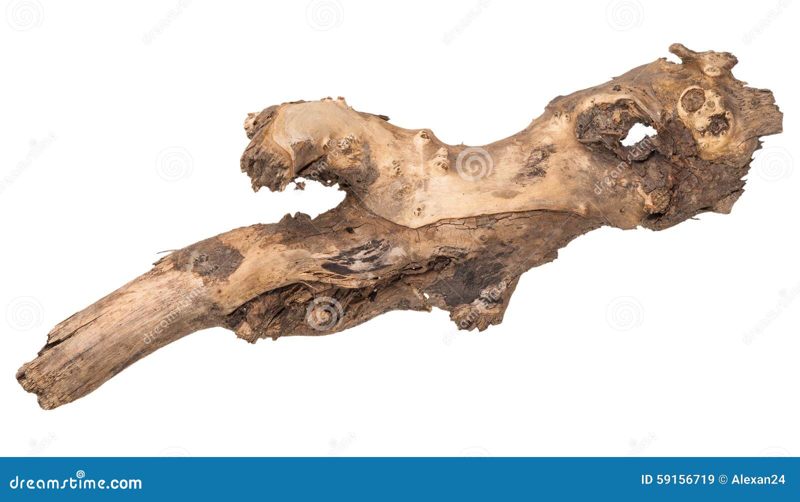 Part of the Dry Root of the Tree Stock Image - Image of root, floral ...