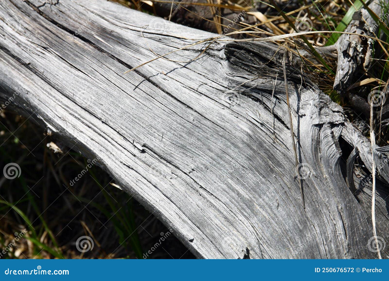 Part of a dry stump stock photo. Image of background - 250676572