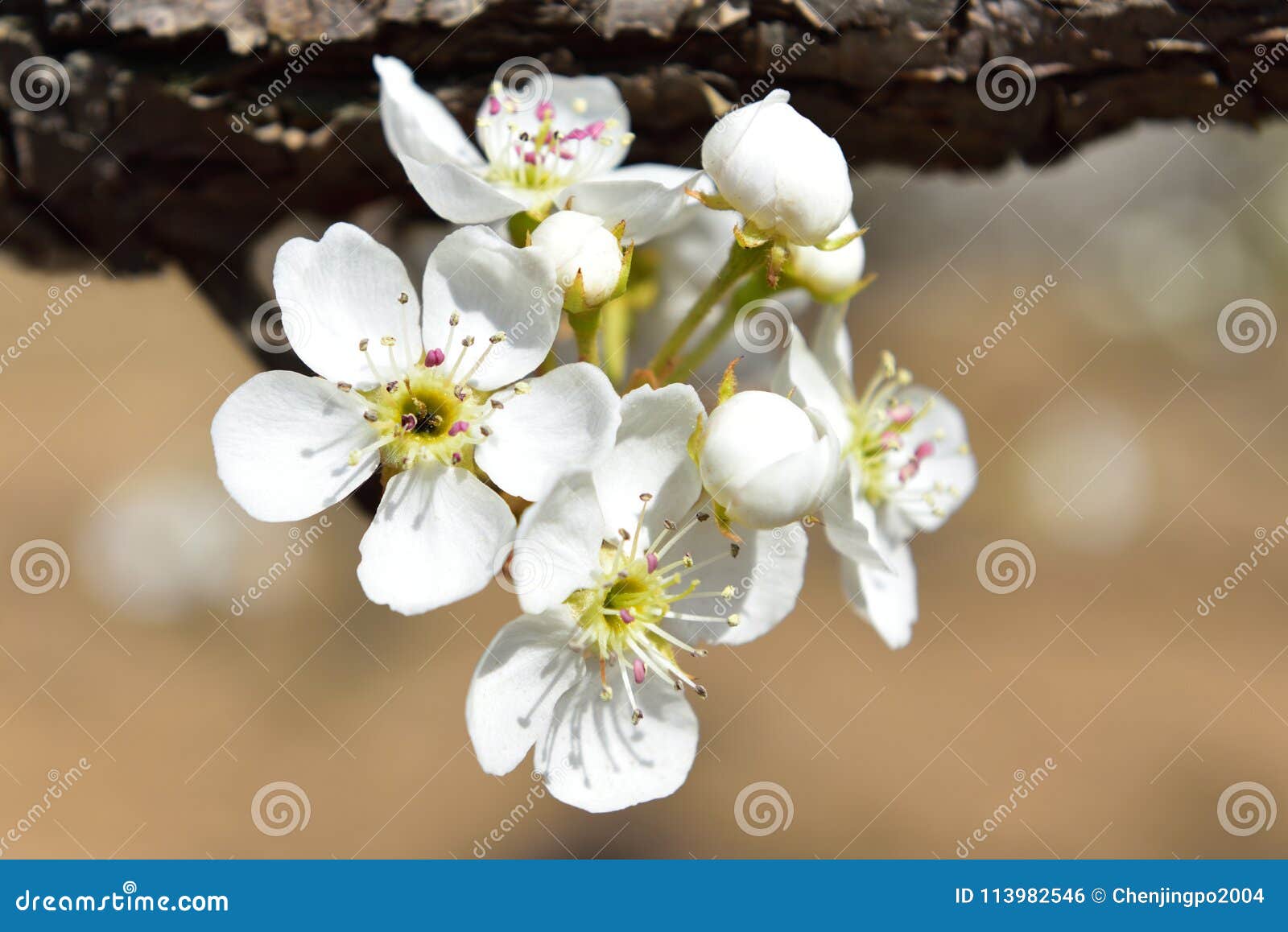 Part of the Flowering Old Pear Tree in Spring Stock Photo - Image of ...