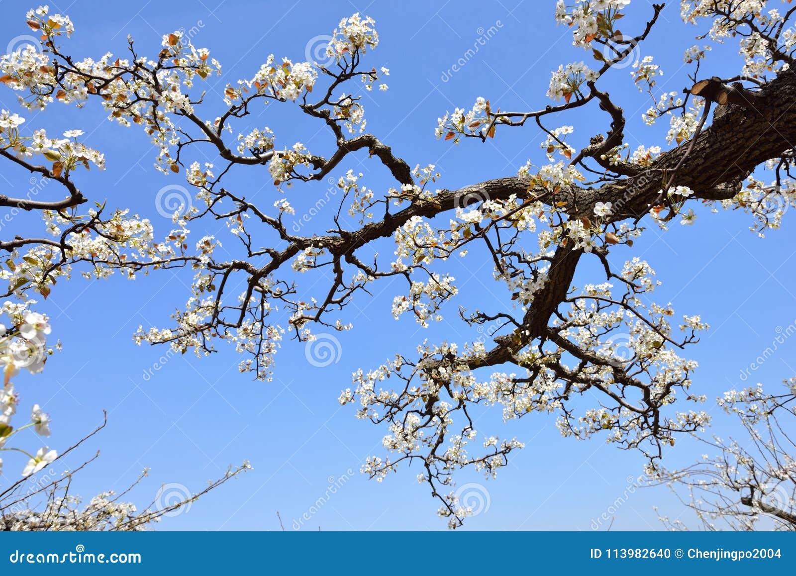 Part of the Flowering Old Pear Tree in Spring Stock Photo - Image of ...