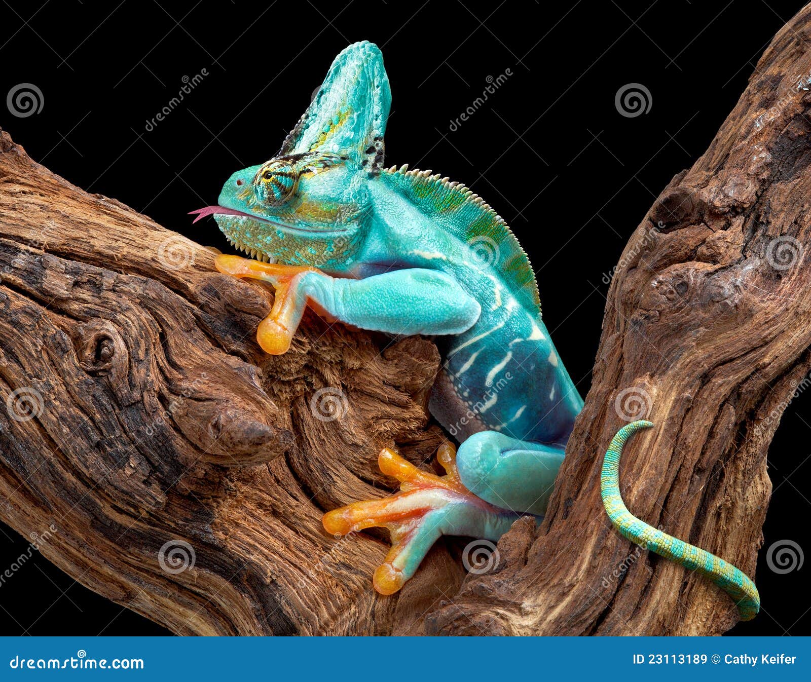 Part frog part chameleon stock image. Image of amphibian - 23113189