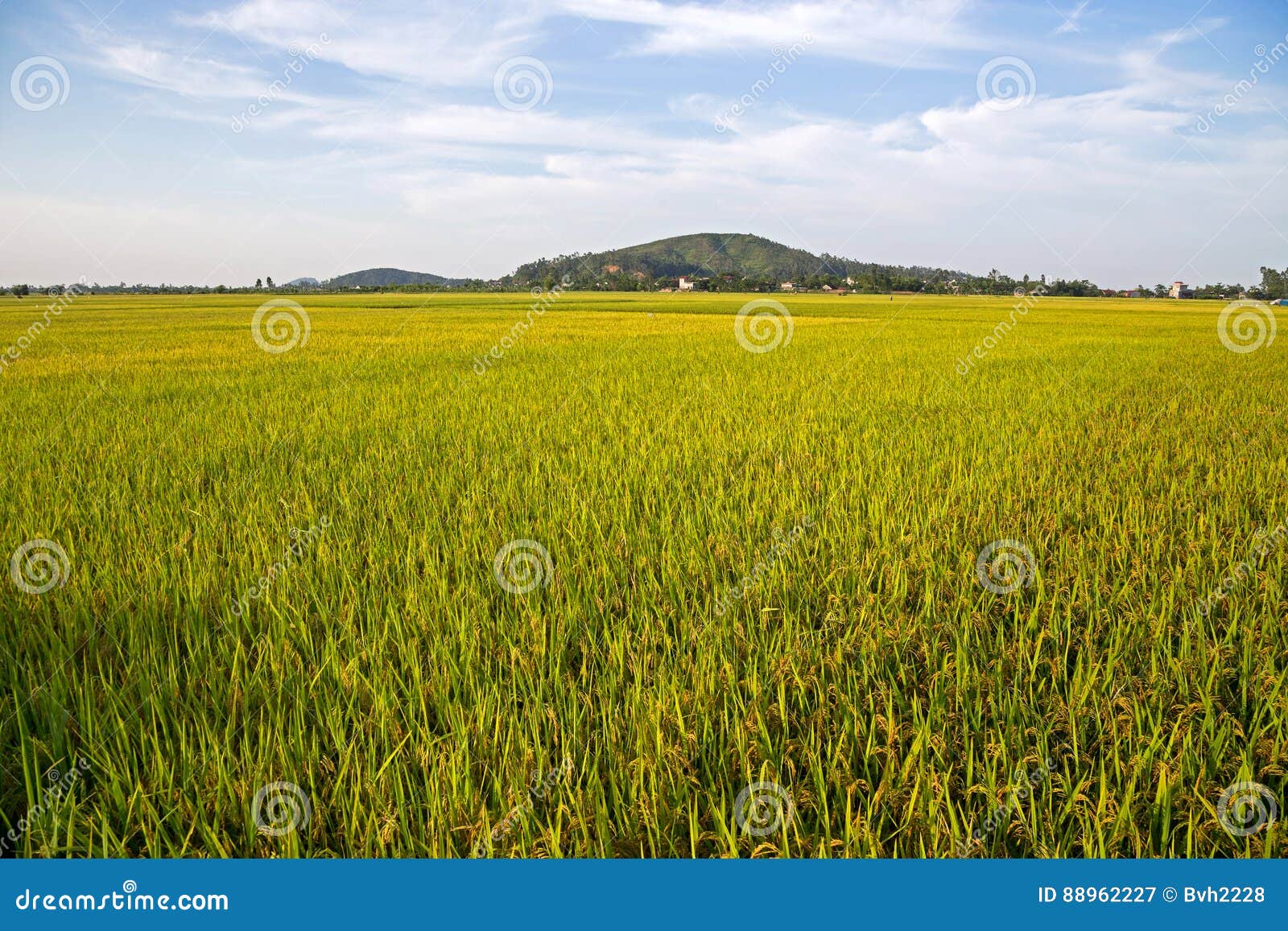 A Part of Gold Rice Fields in Vietnam Stock Image - Image of vietna ...