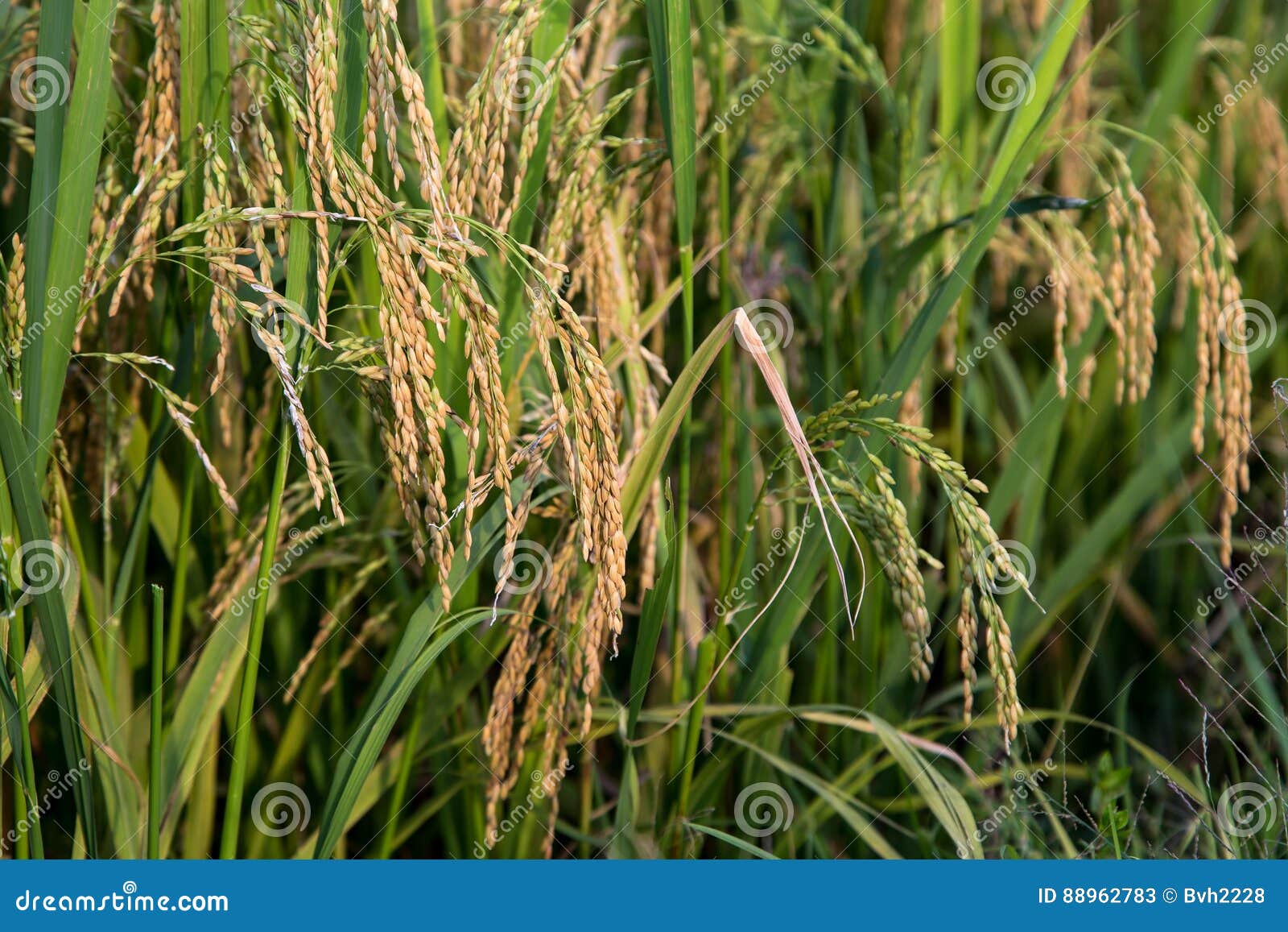 A Part of Gold Rice Fields in Vietnam Stock Image - Image of scenery ...