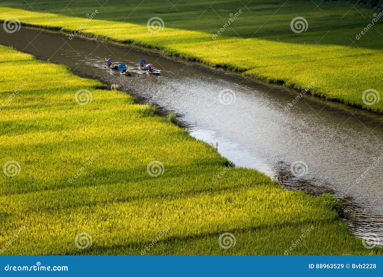 A Part of Gold Rice Fields in Vietnam Stock Image - Image of asia ...