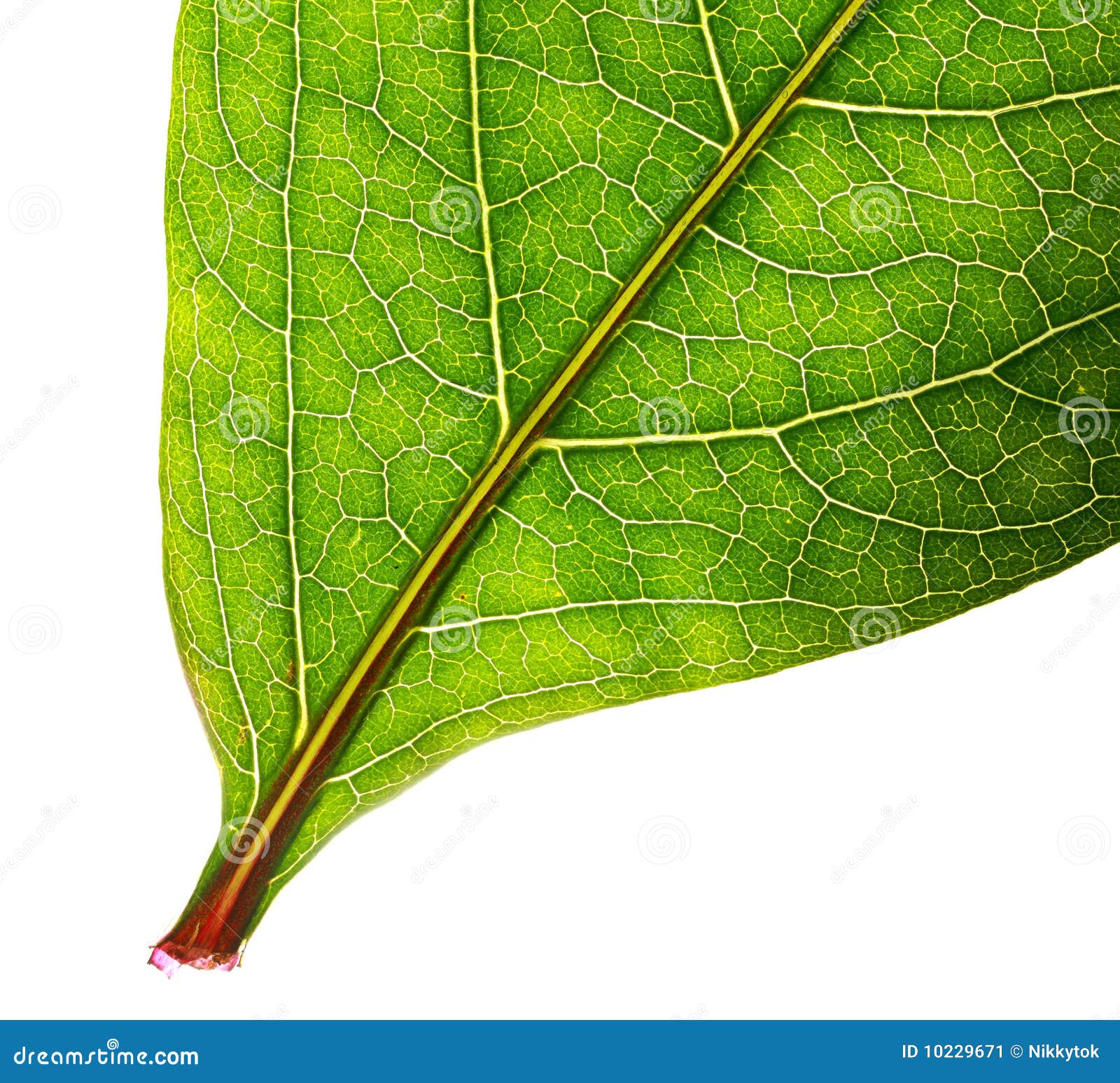 Part of Green Leaf Isolated Stock Image - Image of biology, environment ...