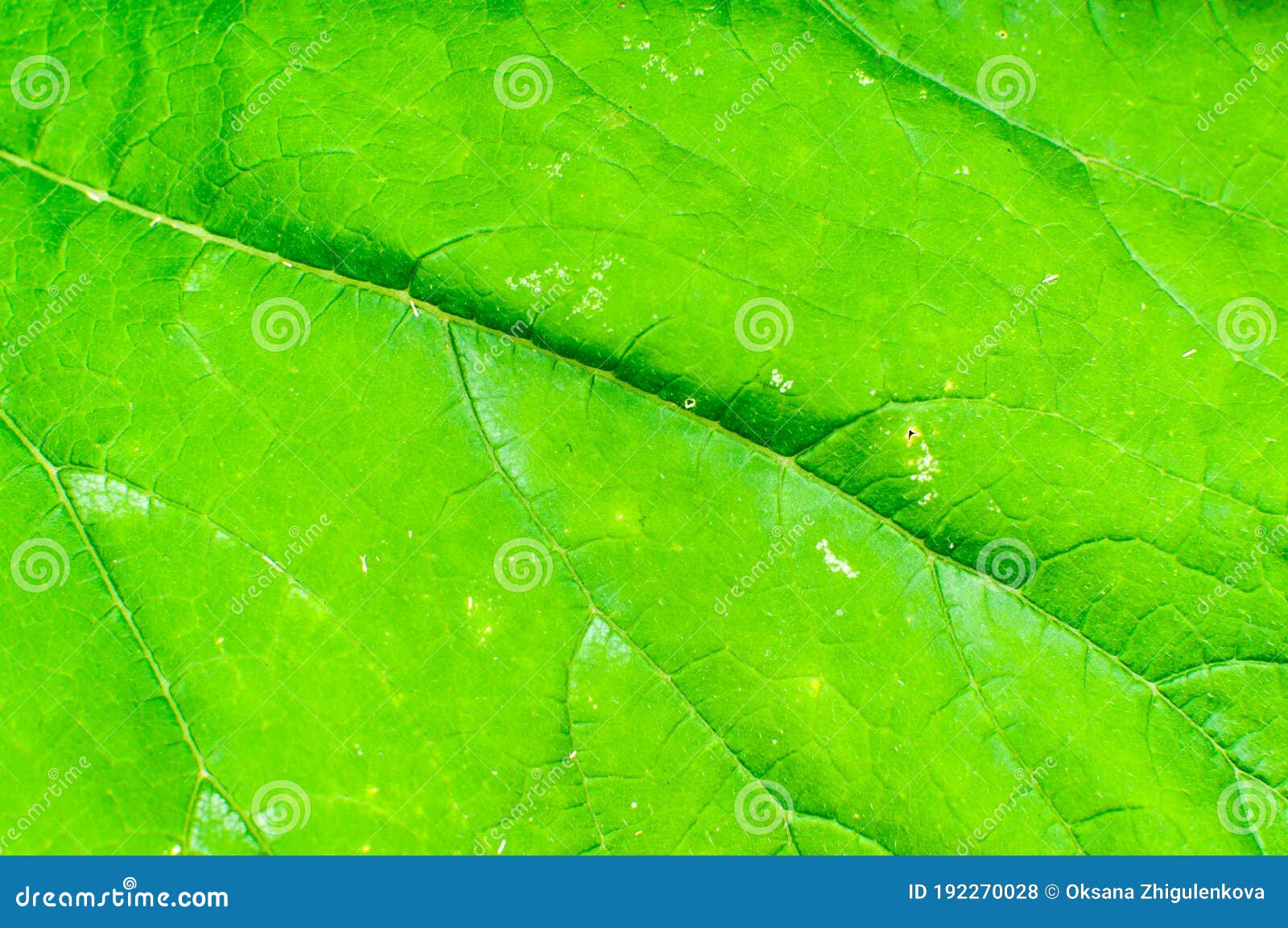 Part of Green Sheet Background or Texture. Close Up Macro Stock Photo ...