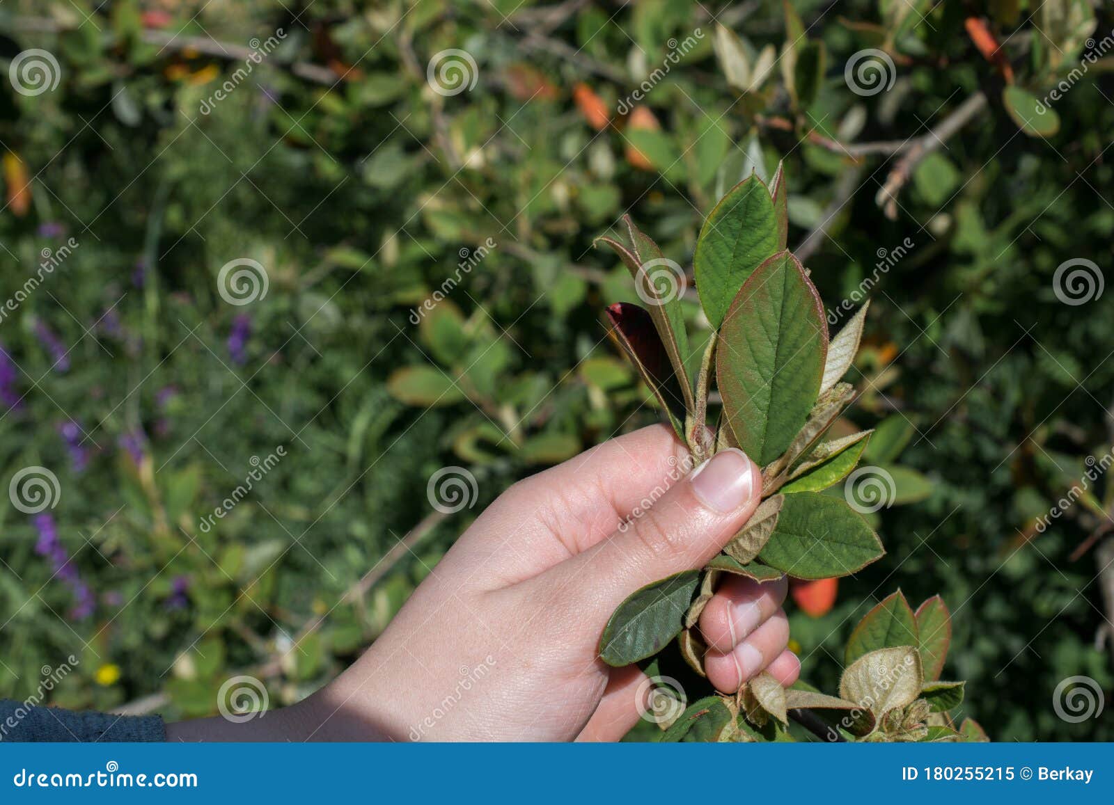 Part of a Green Tree in Hand in View Stock Image - Image of leaves ...