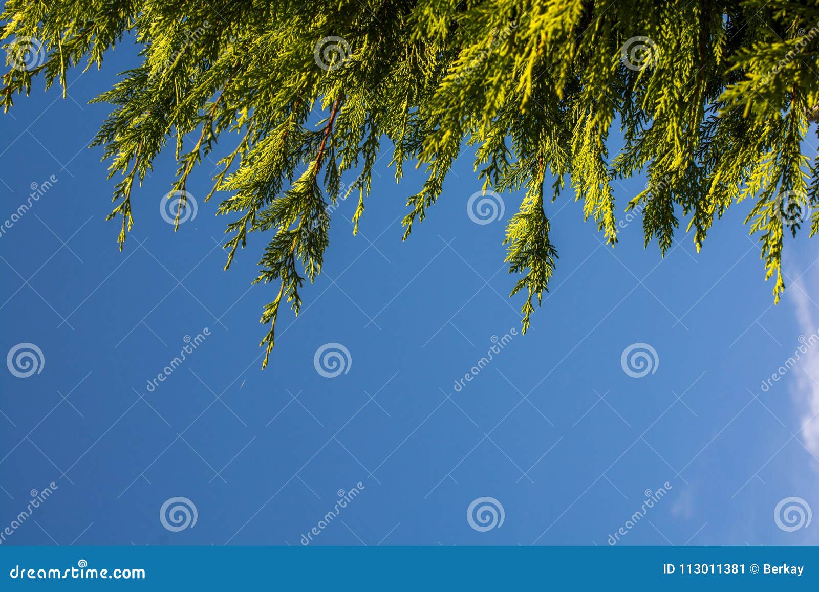 Part of a Green Tree in View Stock Image - Image of flora, tree: 113011381