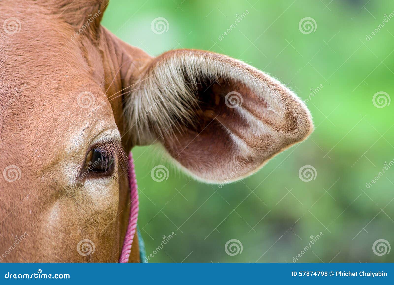 Parts Of The Cow Eye