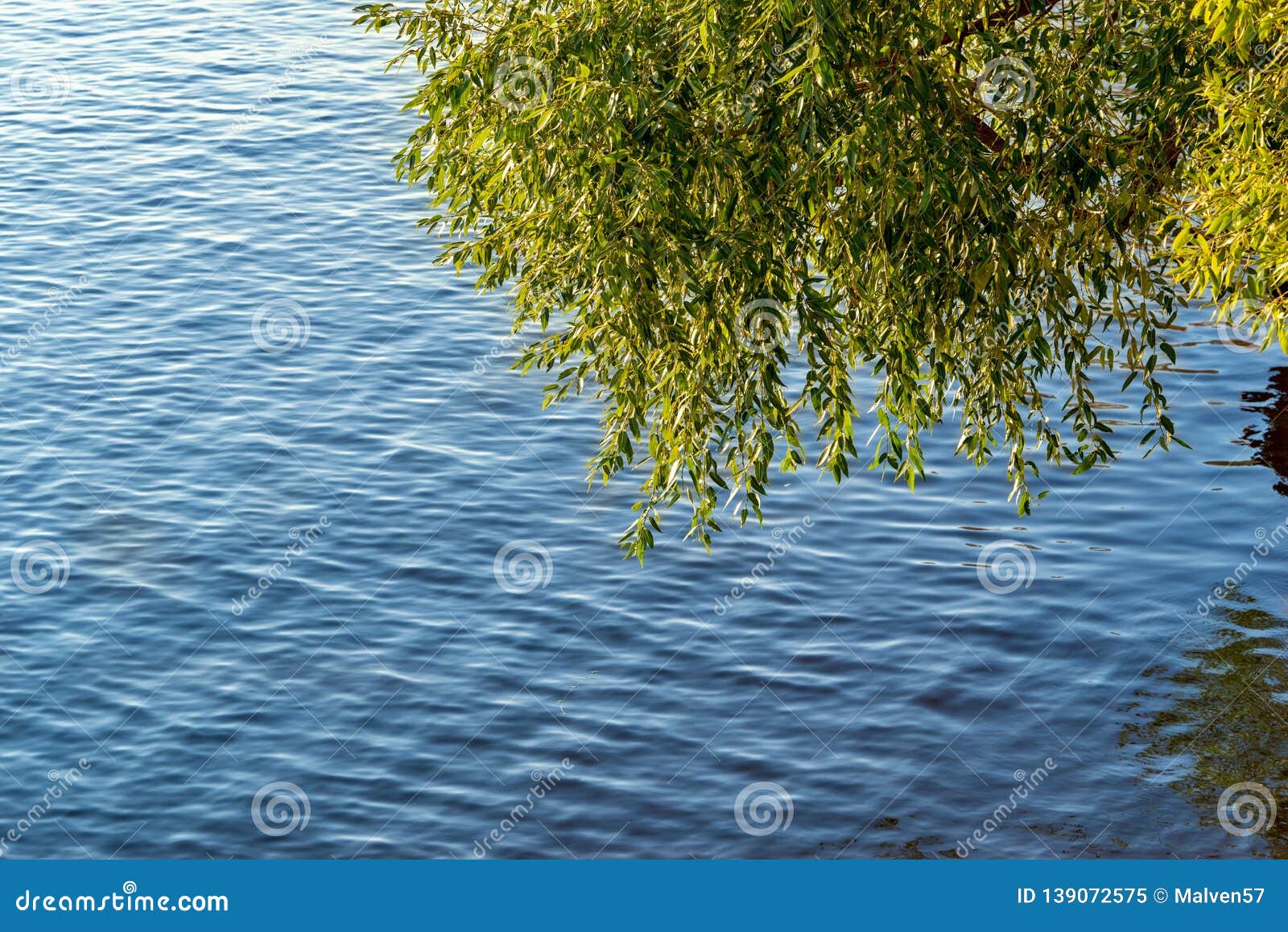 Part of a Magnificent Tree Over Water Stock Image - Image of pond ...