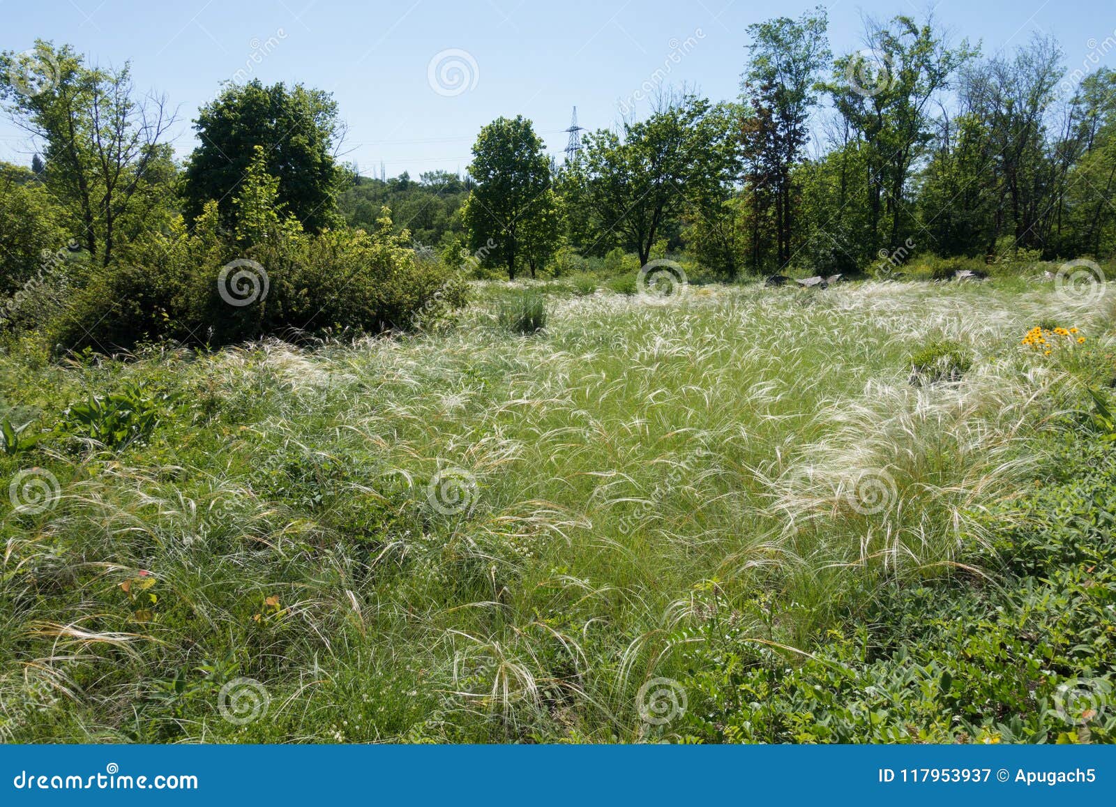 Part of Meadow Covered with Feather-grass Stock Image - Image of lush ...
