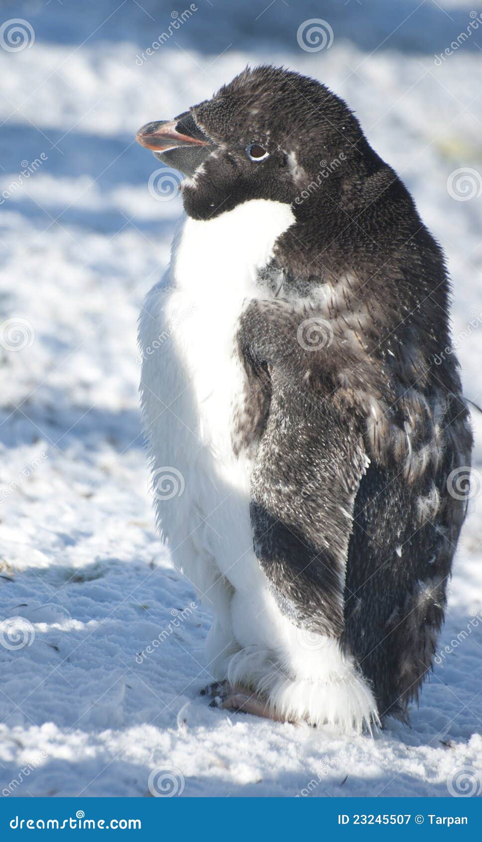 Part of Moulting Adelie Penguin. Stock Image - Image of south, winter ...