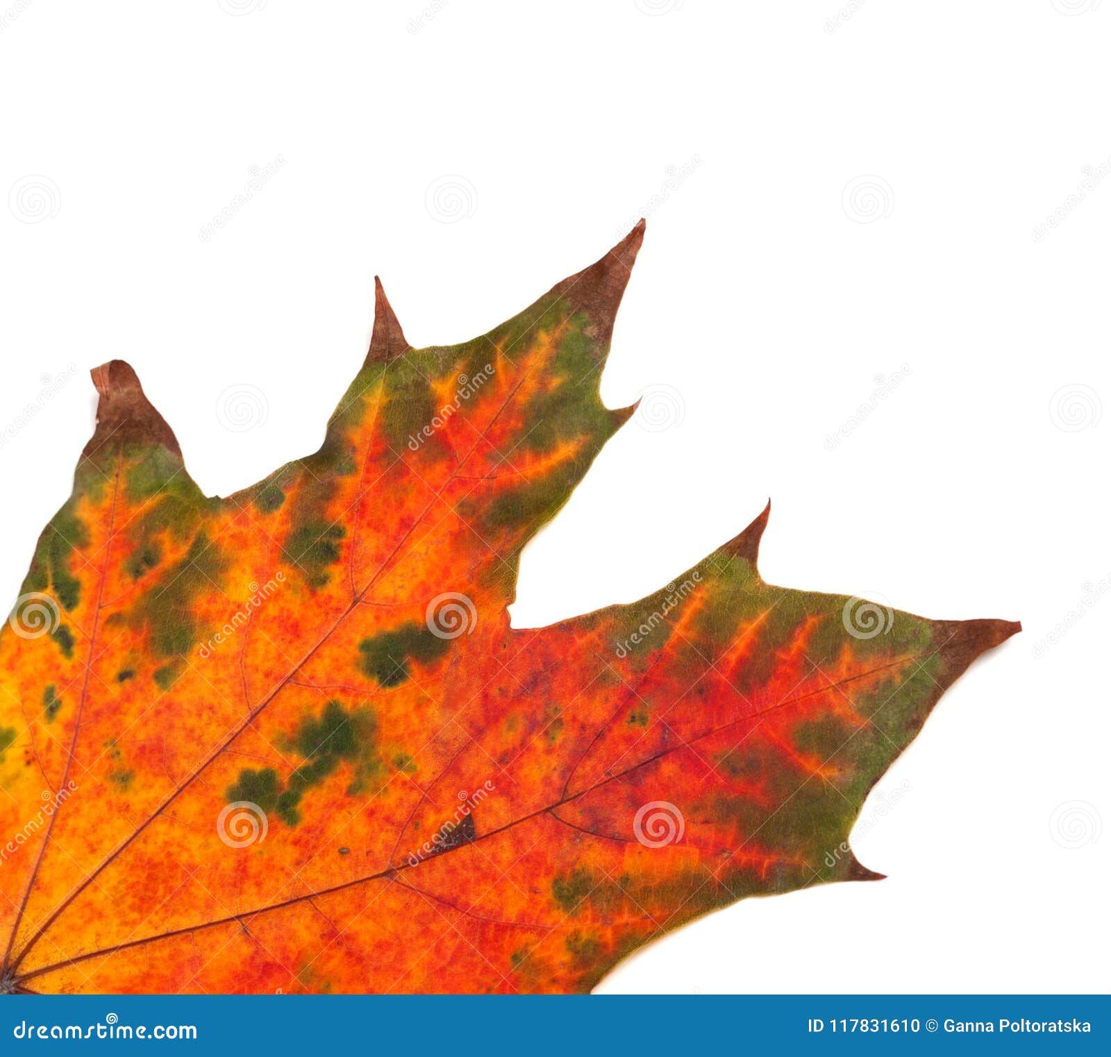 Part of Multicolor Autumn Maple-leaf Stock Photo - Image of green ...