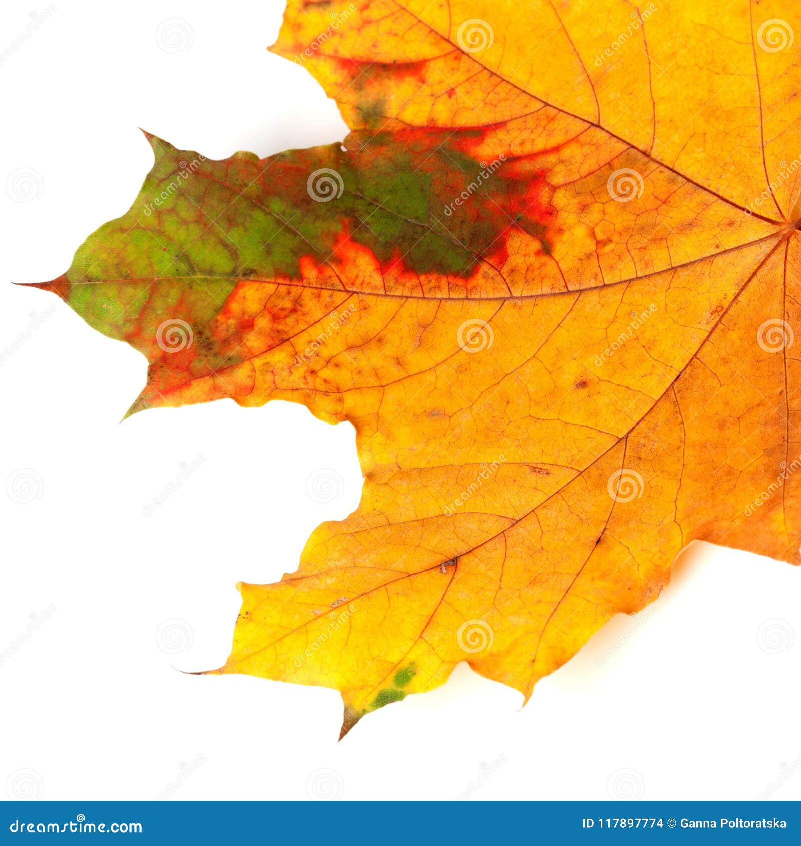 Part of Multicolor Autumn Maple Leaf Stock Photo - Image of orange ...