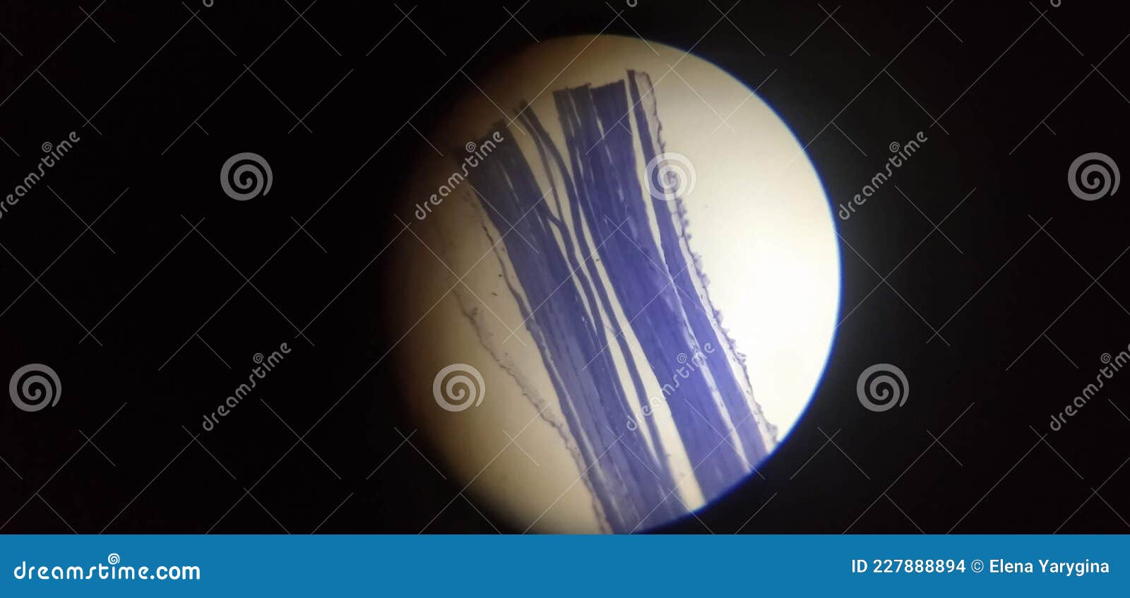 Part of Muscle Fibers Colored in Blue Stock Photo - Image of lighting ...