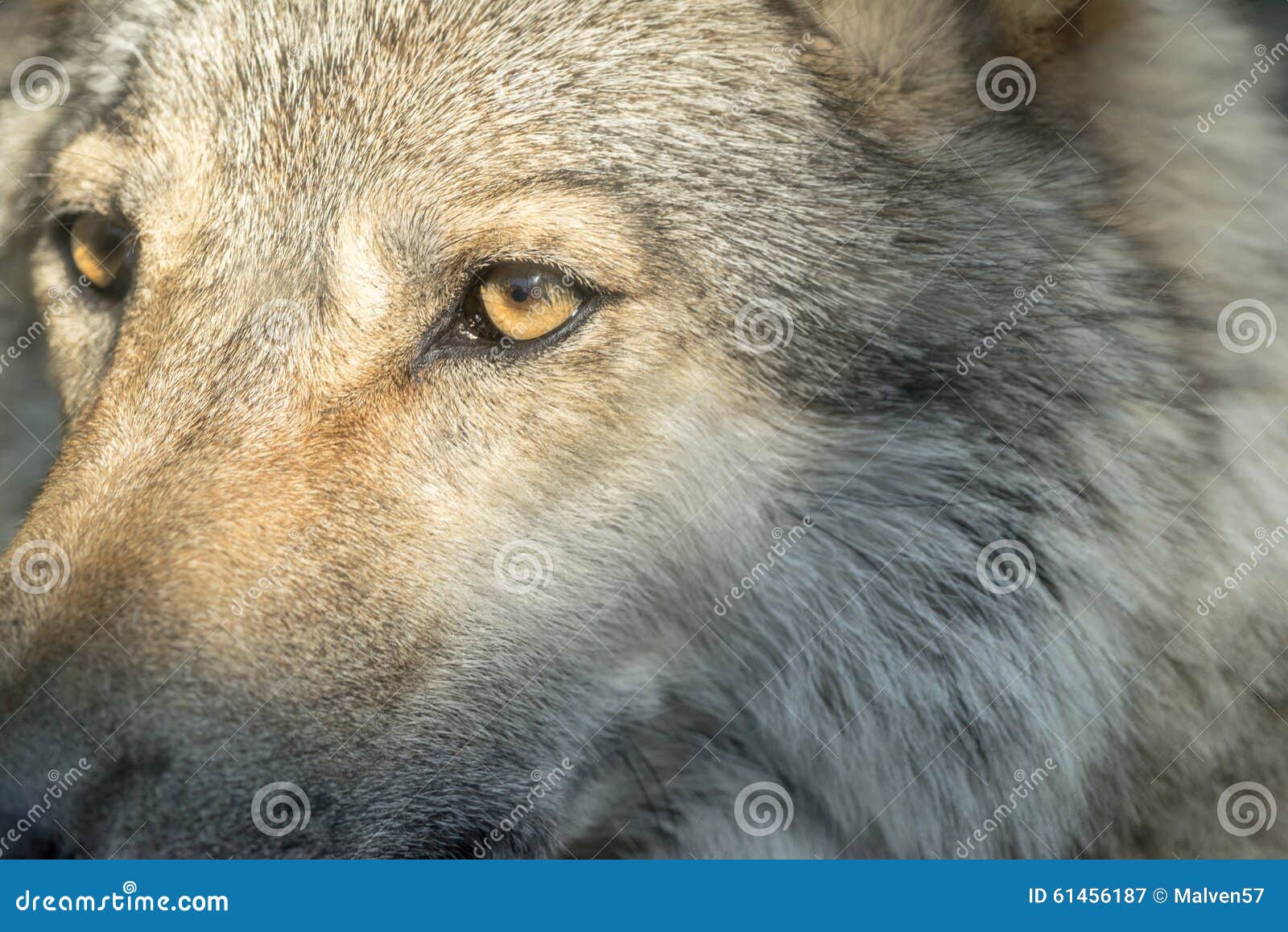 Part Muzzle of a Gray Wolf Closeup Stock Image - Image of wolf, eyes ...