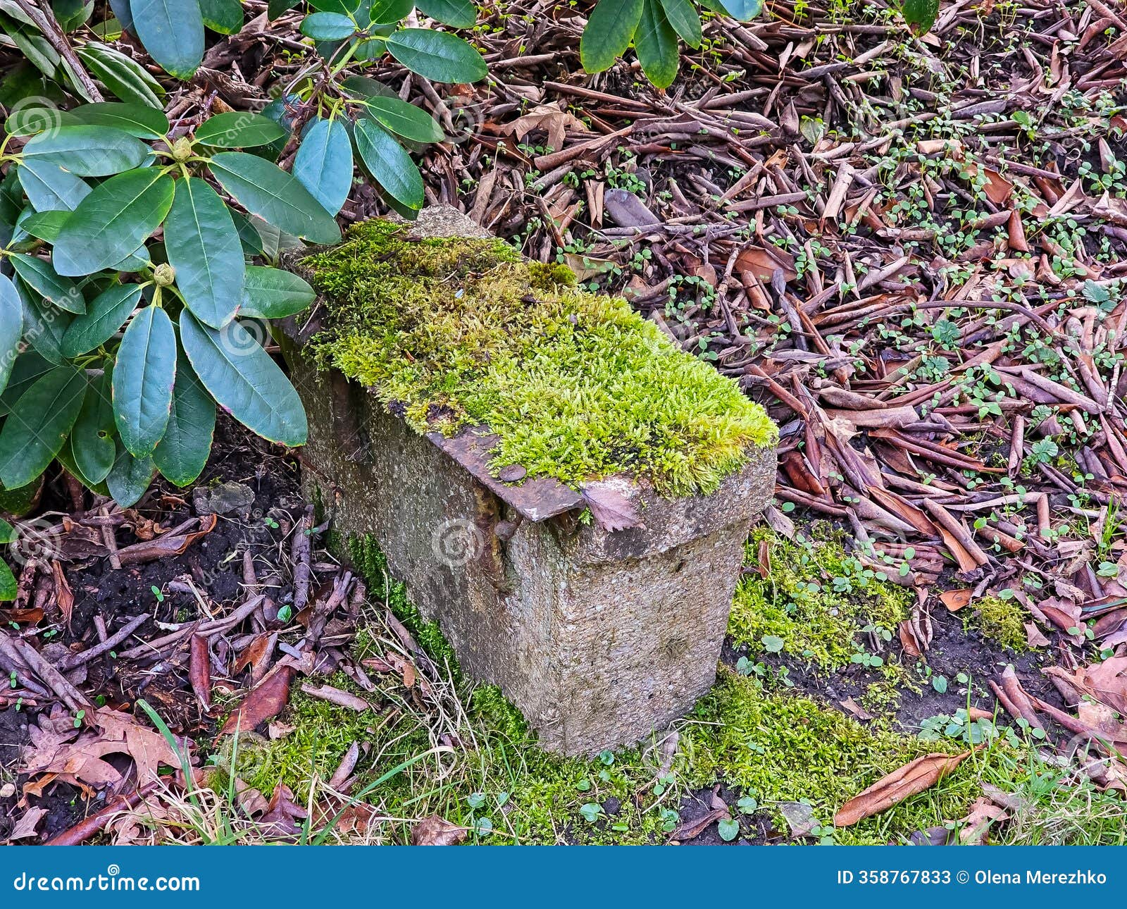 Part of an Old Bench Covered with Moss in the Park Stock Image - Image ...