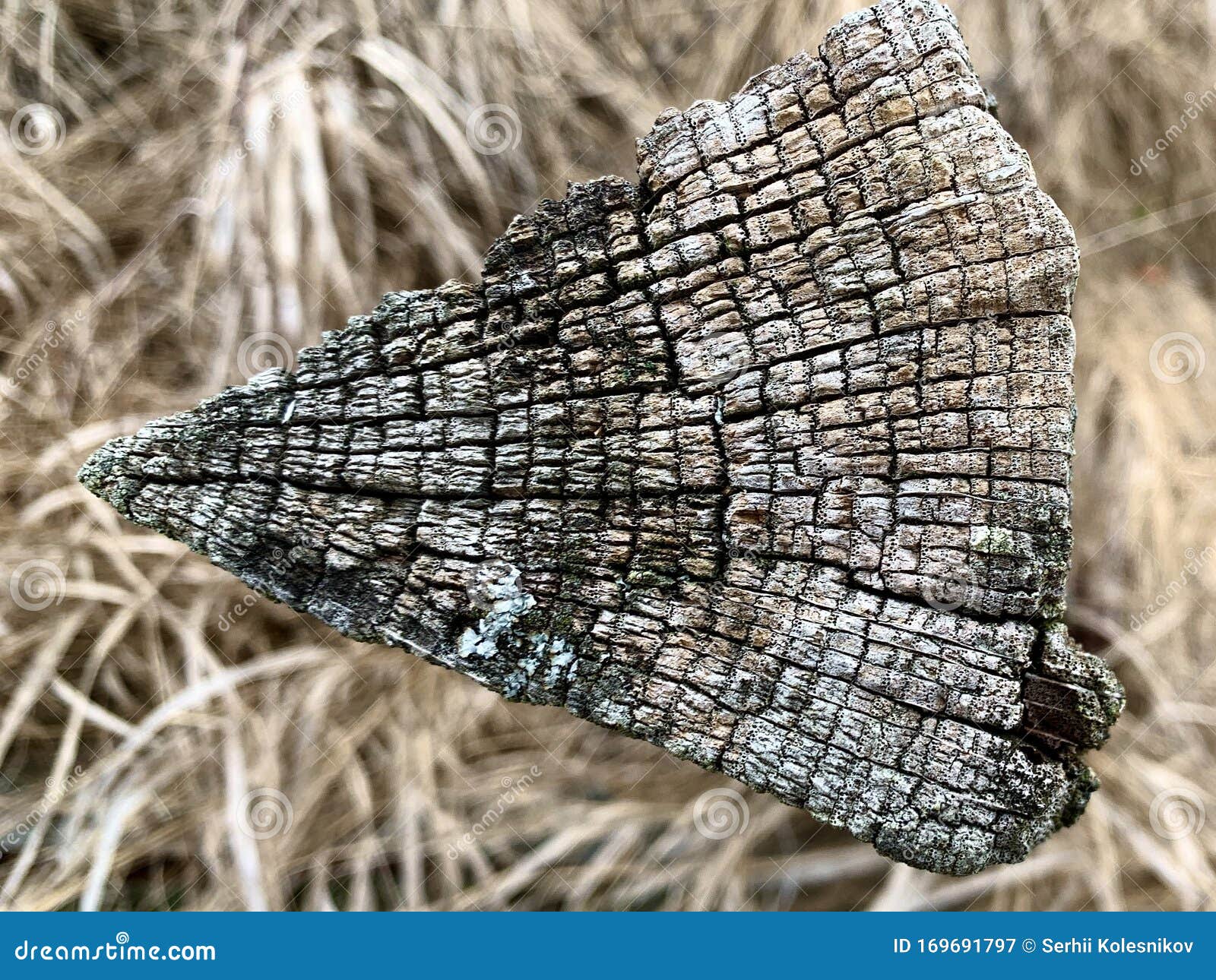 Part of an Old Stump with Cracks. the Structure of a Piece of Pine ...