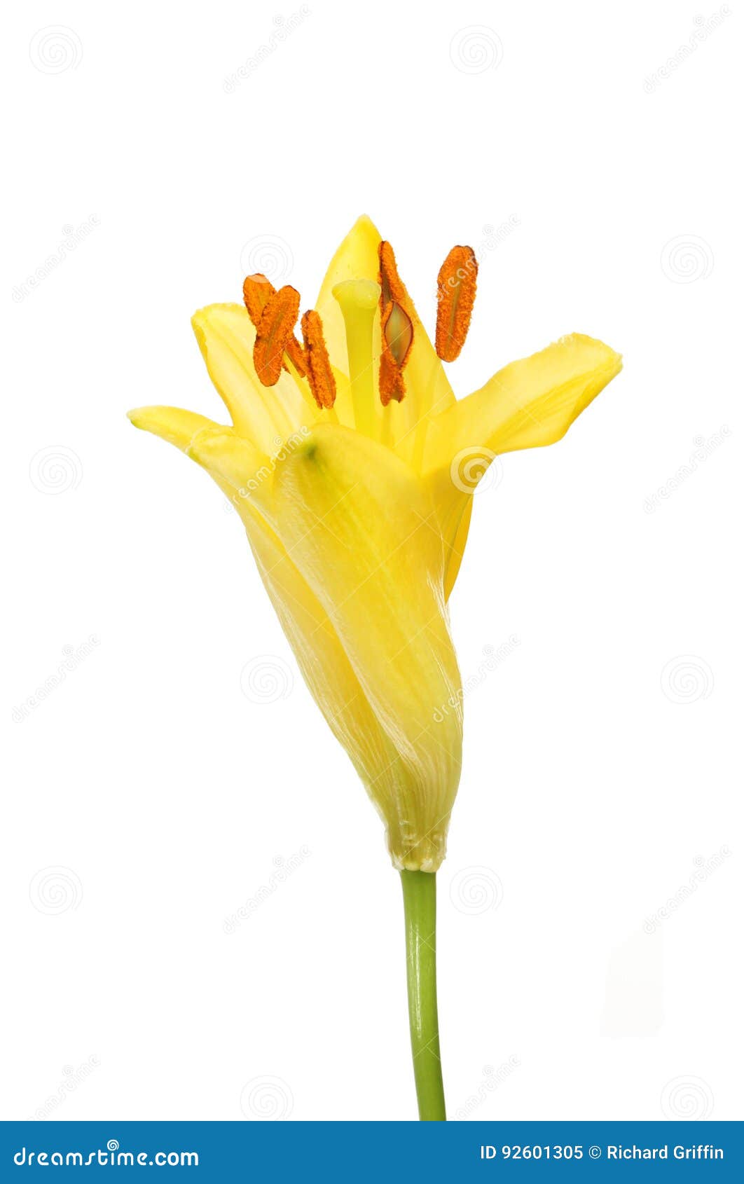 Part open lily flower stock image. Image of blossom, anther - 92601305