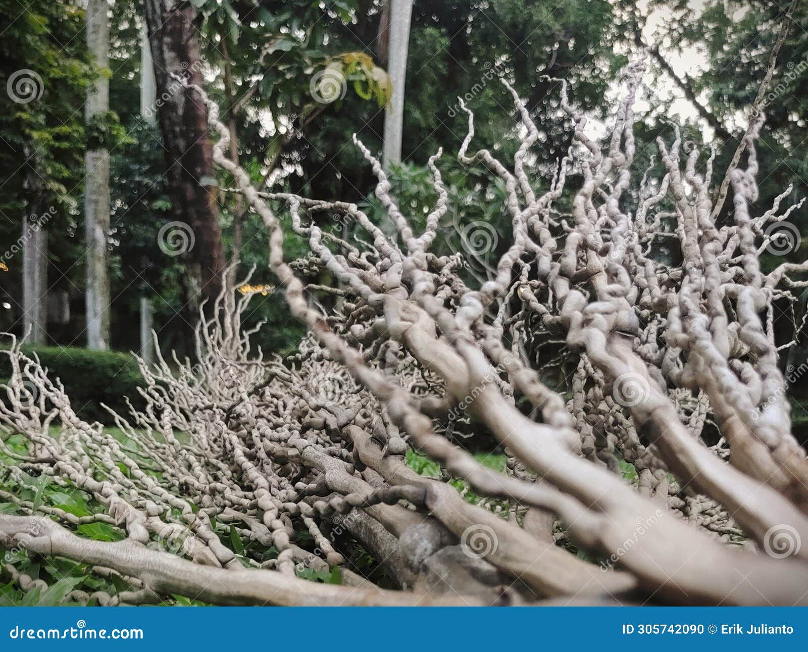 Part of a Palm Tree that Collapsed and Appeared To Dry Out Stock Photo ...