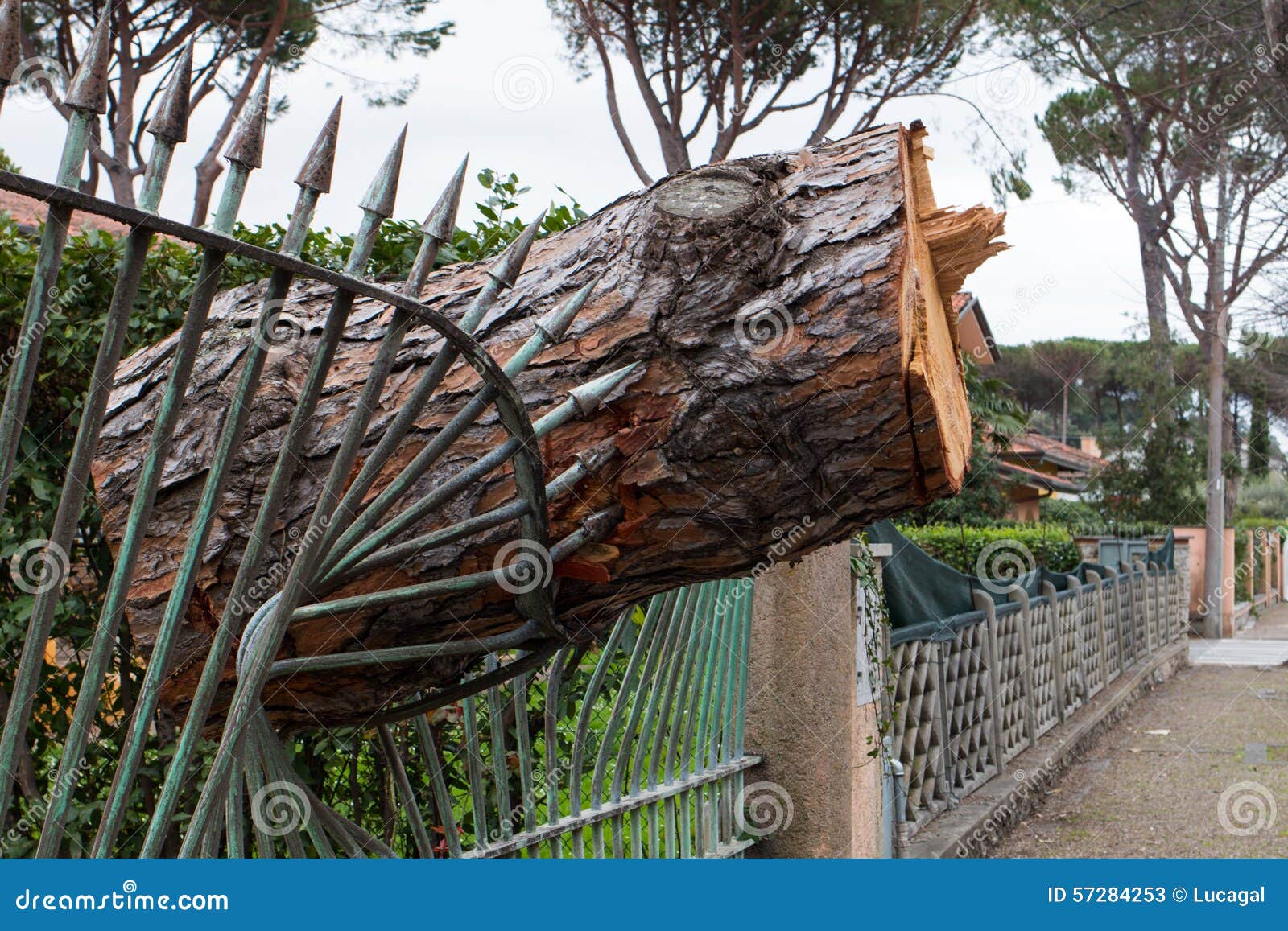 Part of a Pine Tree Trunk Fallen on a Railing after Windstorm Stock ...