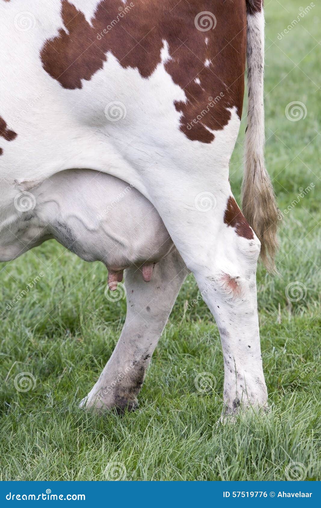 Part of Red and White Cow with Udder Stock Photo - Image of nature ...