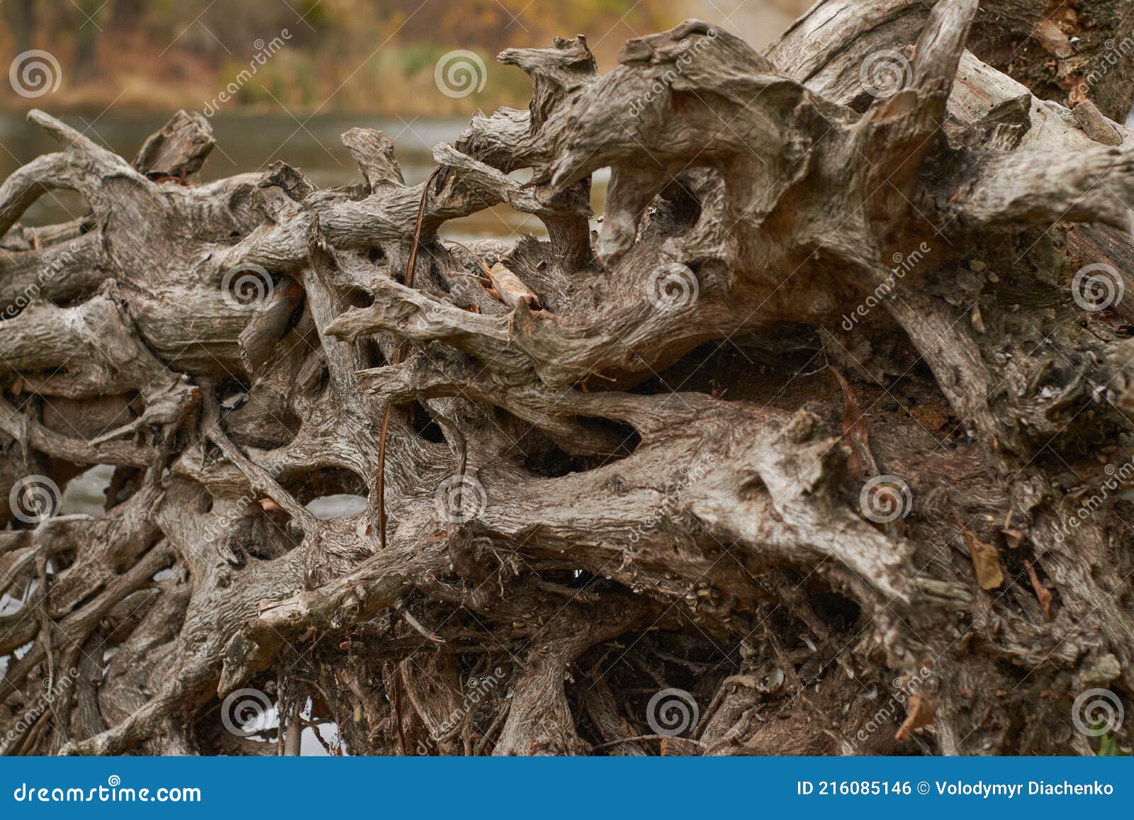 Part of the Root System of a Dead Tree Lying on the River Bank. Stock ...