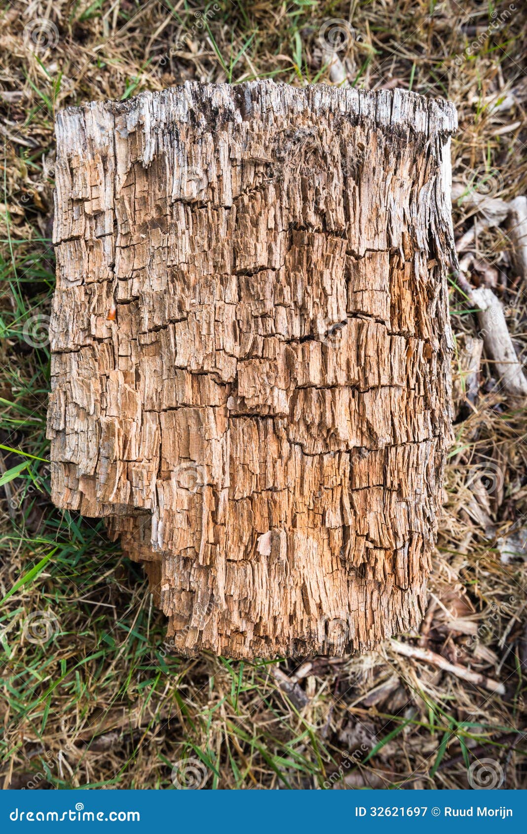 Part of a Rotten Tree Trunk Stock Image - Image of detail, firewood ...