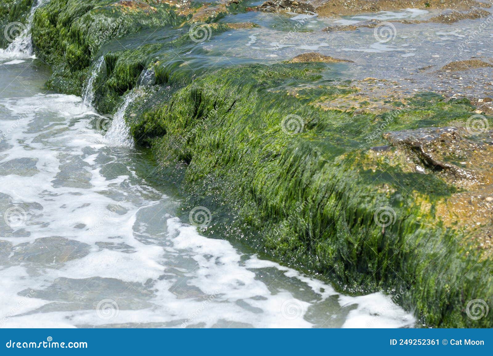 Part of the Seashore with Rocks Covered with Algae Stock Image - Image ...