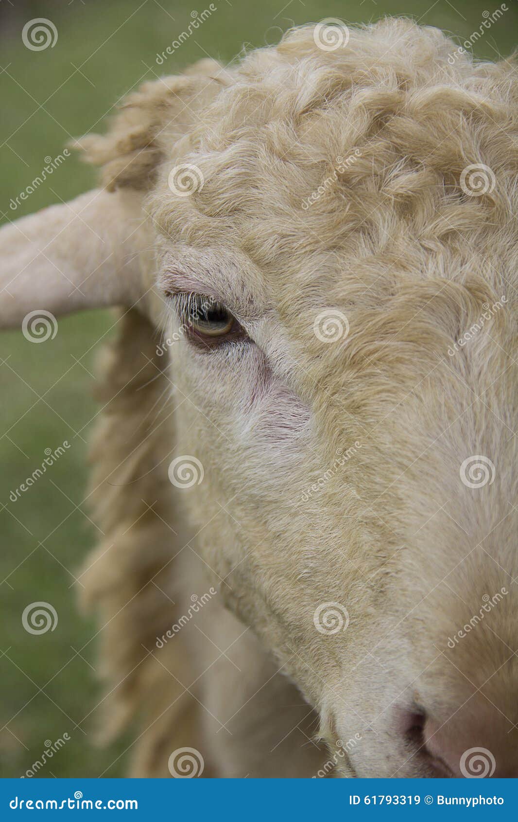 Sheep Face Royalty-Free Stock Photography | CartoonDealer.com #35298503