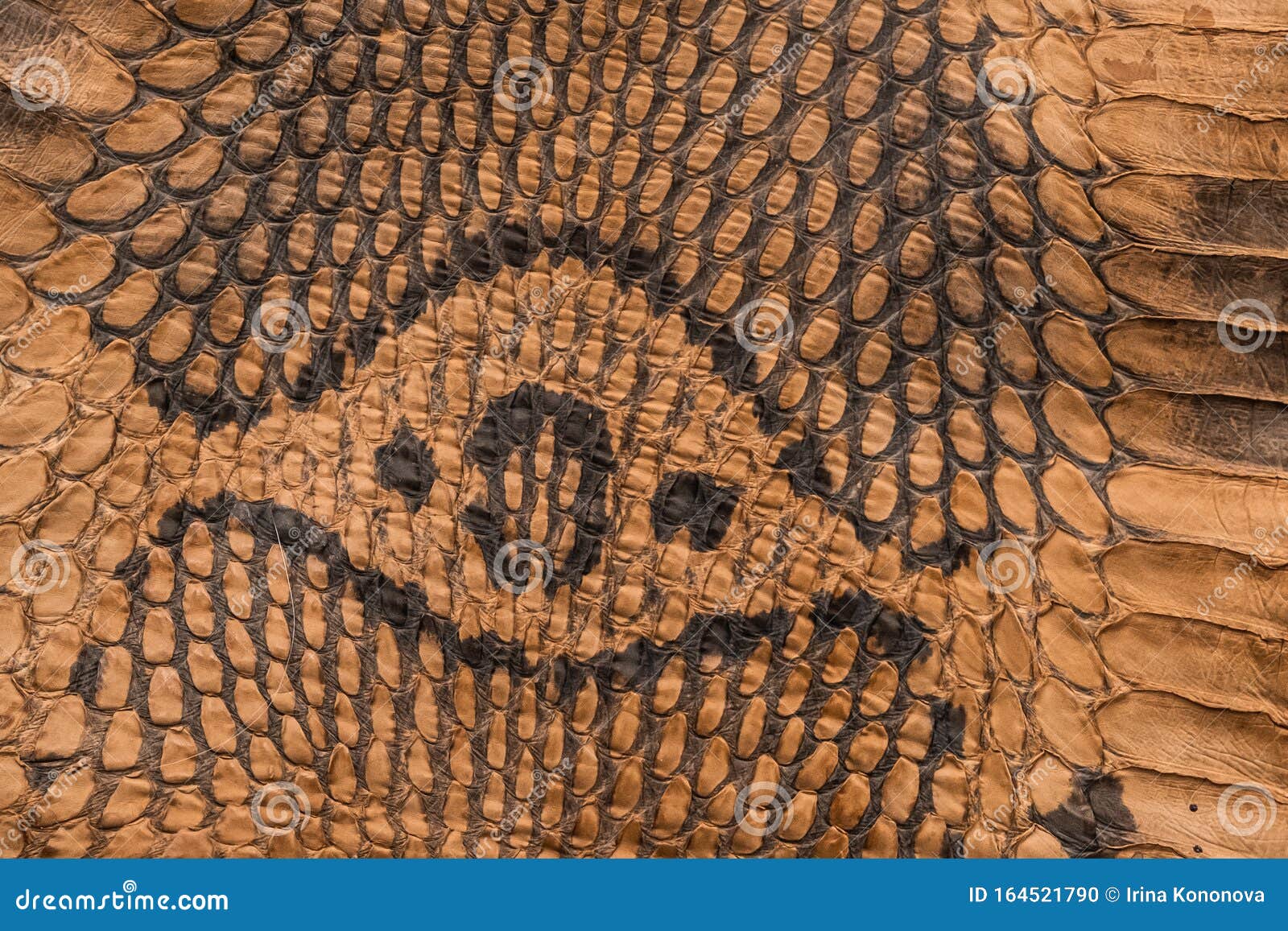Part of the Skin of the Head of a Snake Stock Photo - Image of natural ...