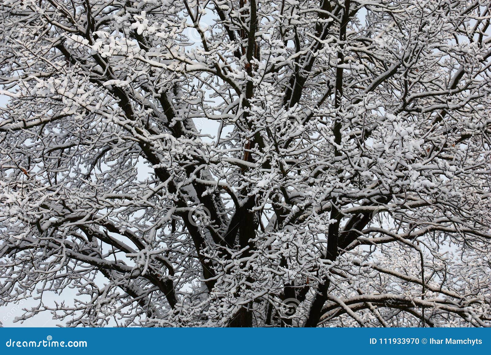 Part of a Snow-covered Oak. Stock Photo - Image of nature, blue: 111933970